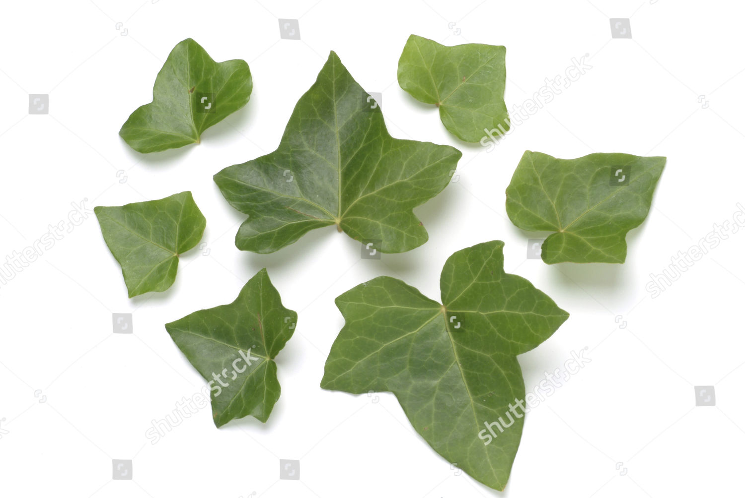 Ivy Leaves Hedera Helix Medicinal Plant Editorial Stock Photo - Stock ...