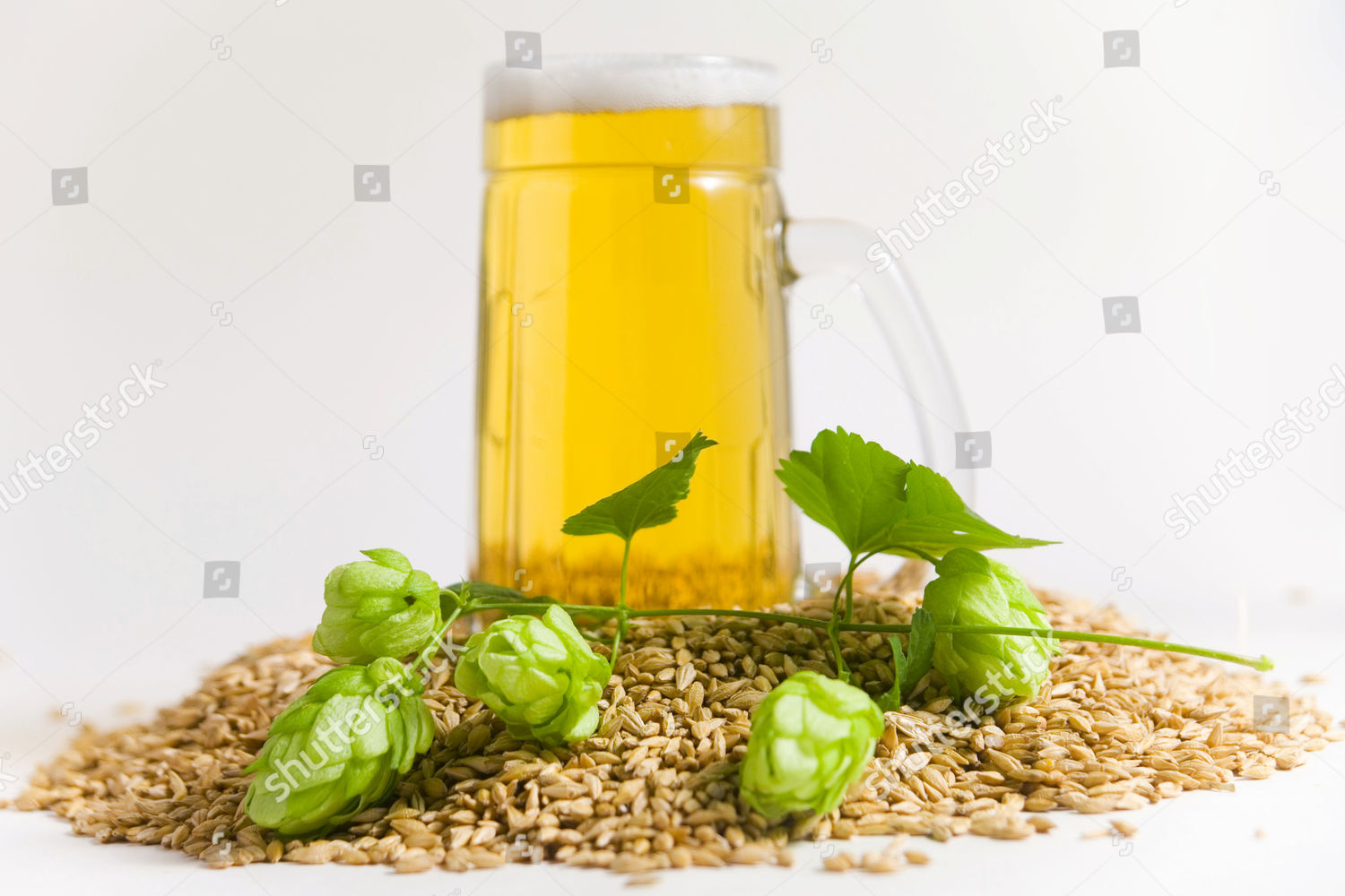 Beer Barley Hop Editorial Stock Photo - Stock Image | Shutterstock