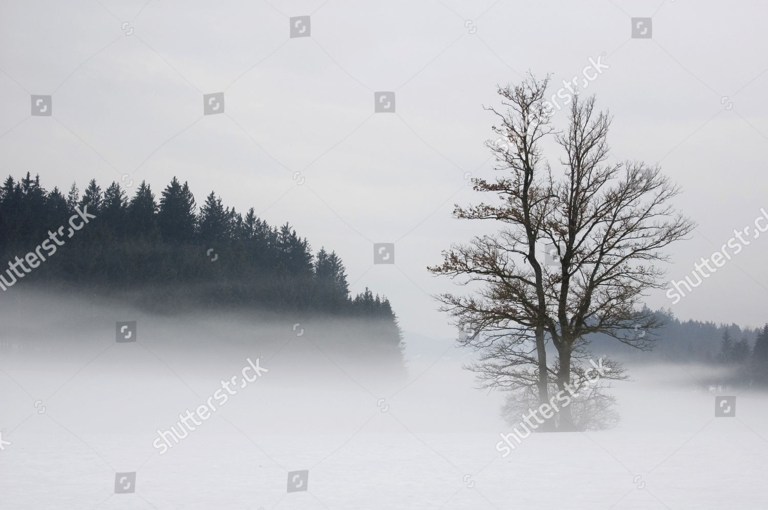 Landscape Trees Fog Editorial Stock Photo - Stock Image | Shutterstock