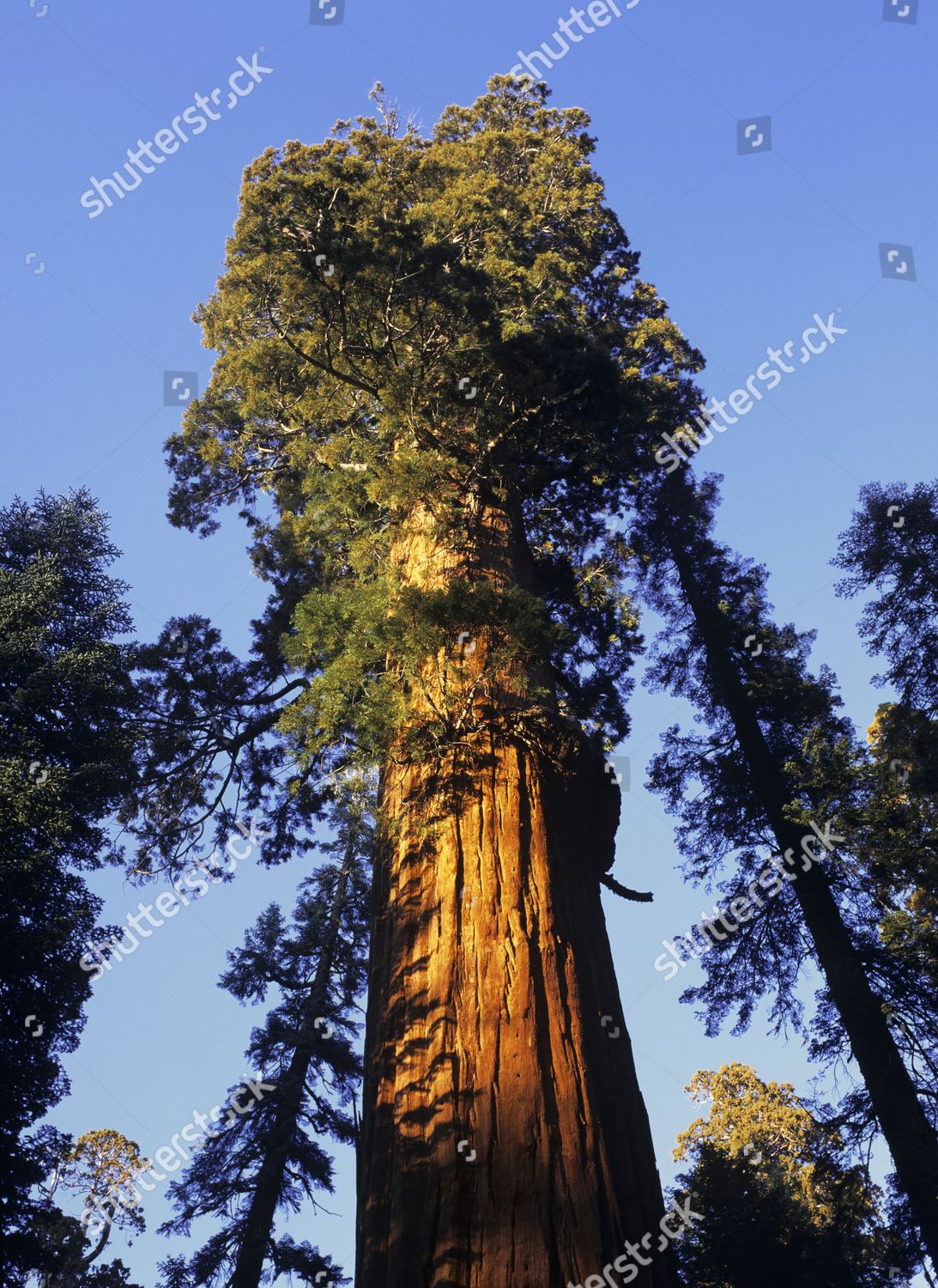 General Sherman Tree Sequoiadendron Giganteum Giant Editorial Stock ...