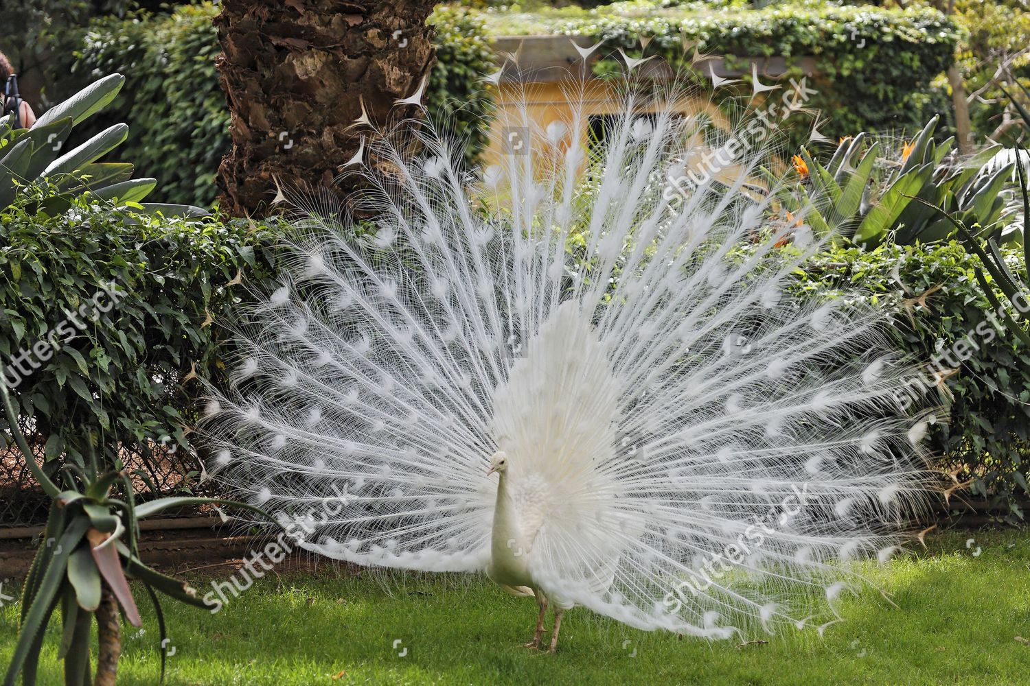 White Peacock Peafowl Recessive Mutation Blue Editorial Stock Photo ...