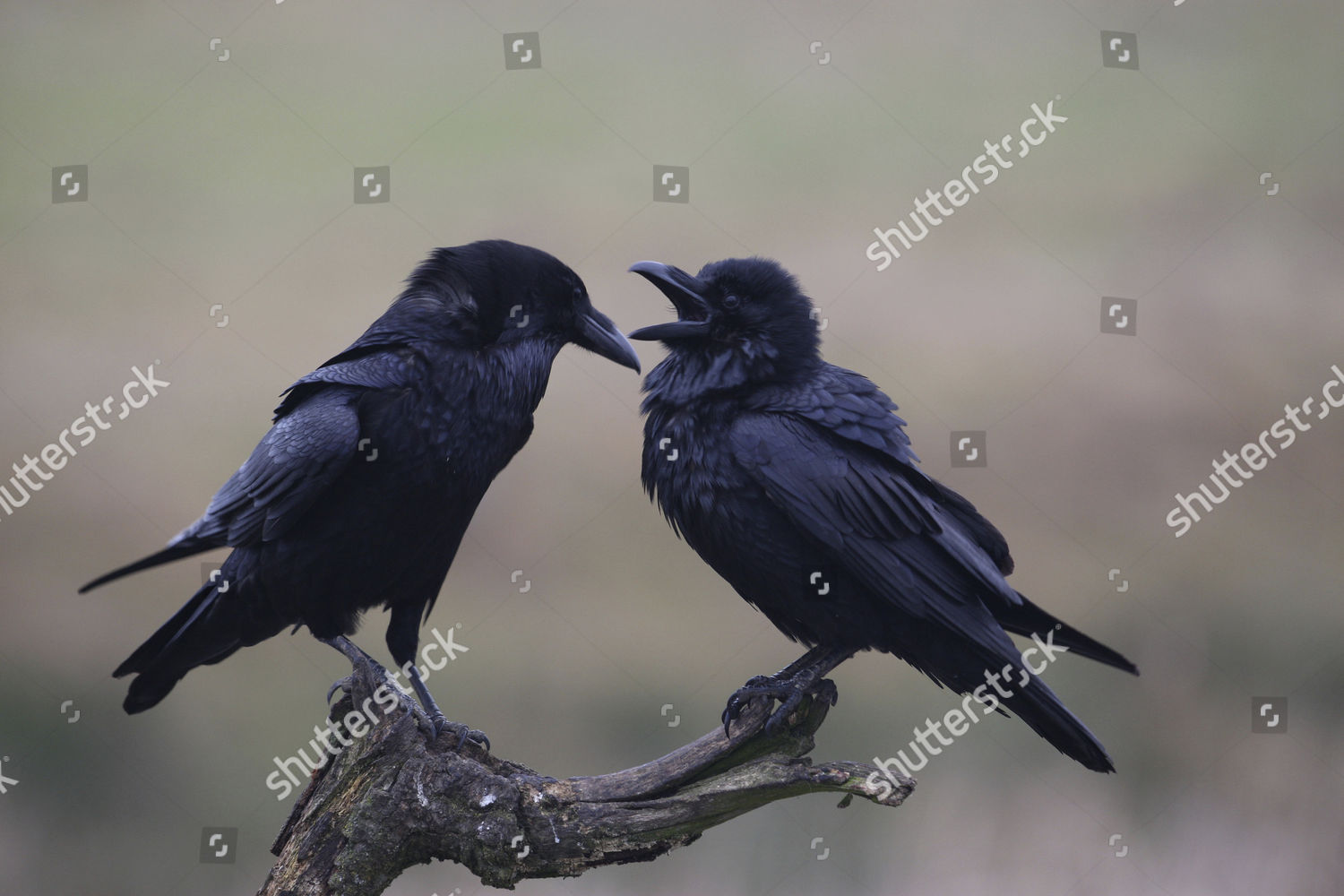 Common Northern Ravens Corvus Corax Mating Editorial Stock Photo ...