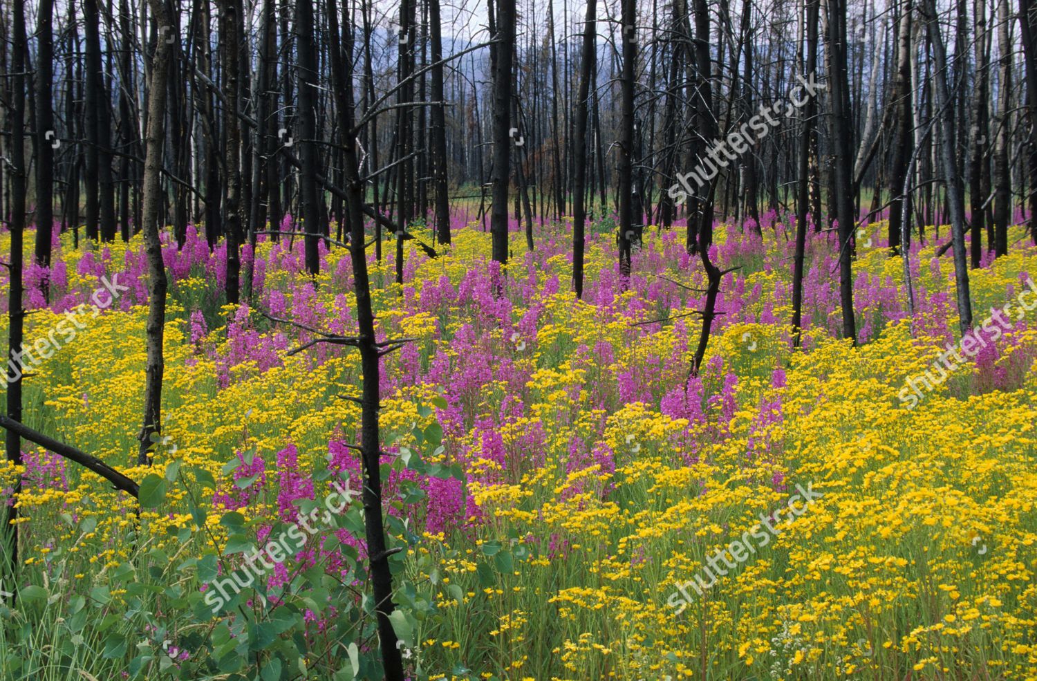 Fireweed Epilobium Angustifolium Ragwort Senecio Fuchsil Editorial ...