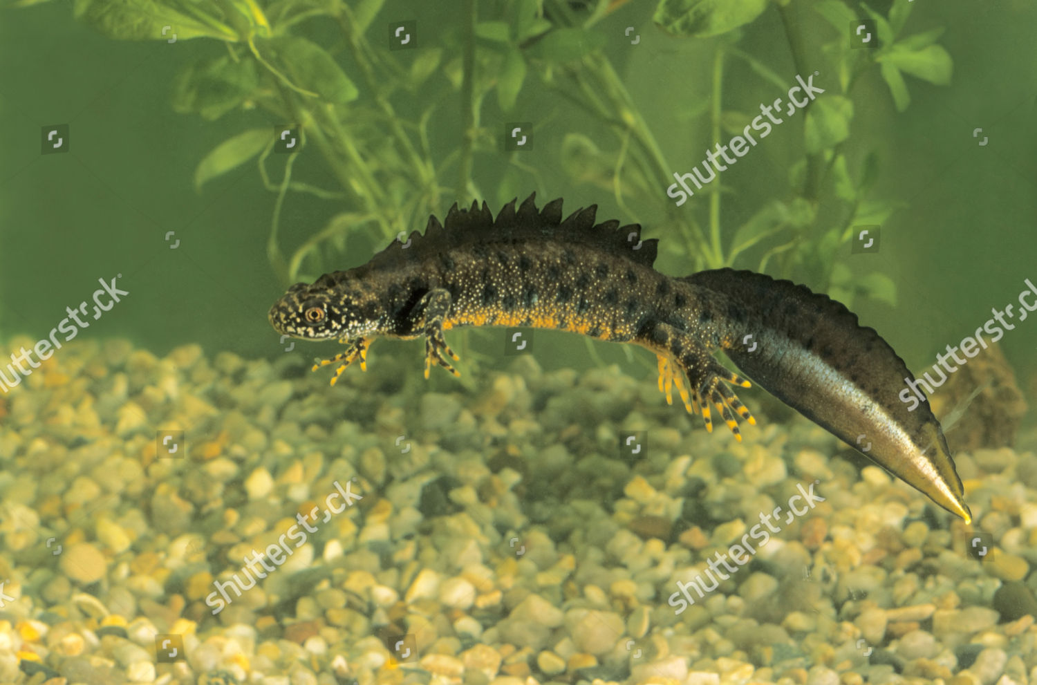 Great Crested Newt Northern Crested Newt Editorial Stock Photo - Stock ...