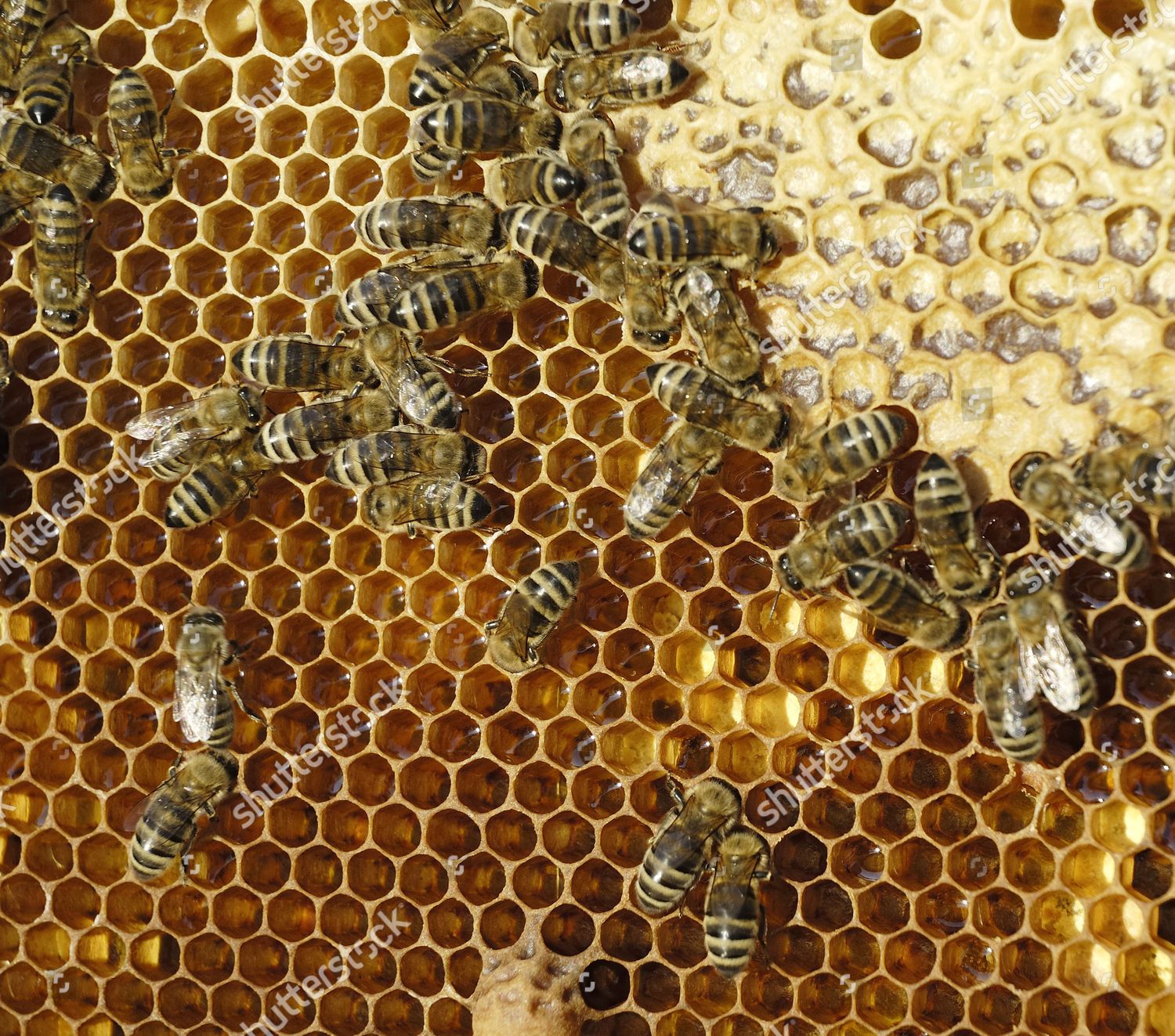 Honey Comb Open Closed Honey Cells Editorial Stock Photo - Stock Image ...