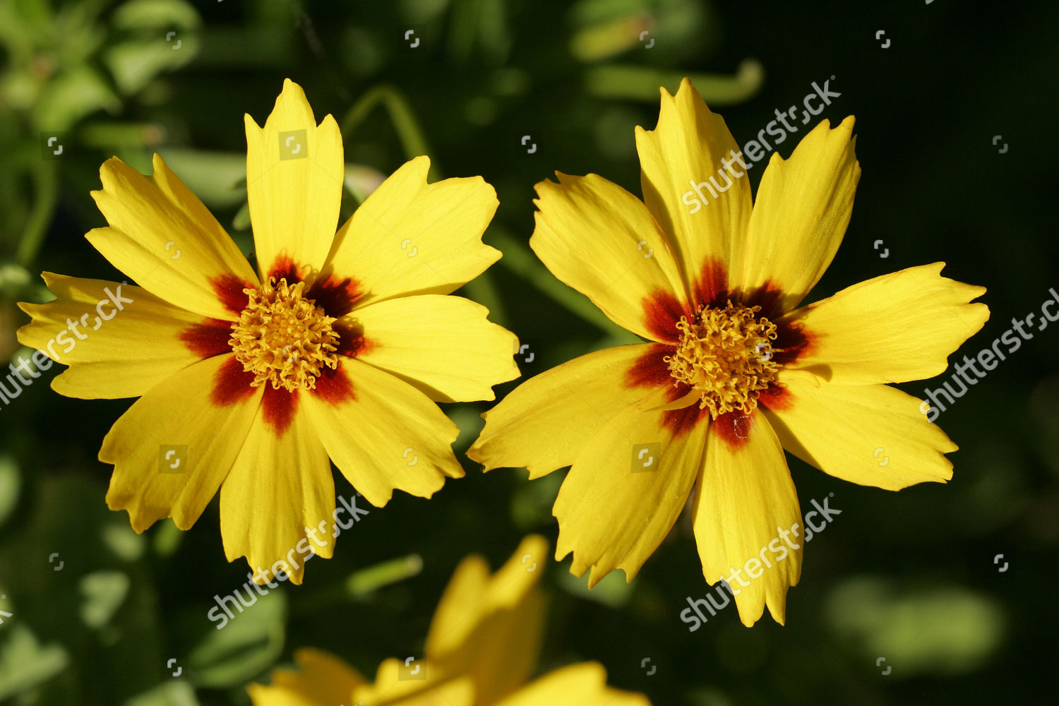 Lance Leaf Tickseed Sterntaler Coreopsis Lanceolata Editorial Stock ...