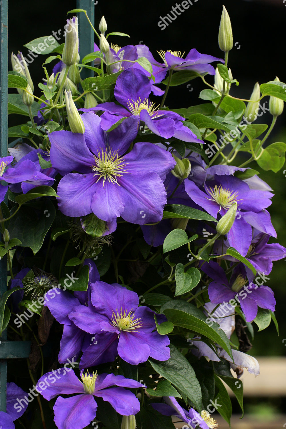 Flowering Clematis Clematis Editorial Stock Photo - Stock Image ...