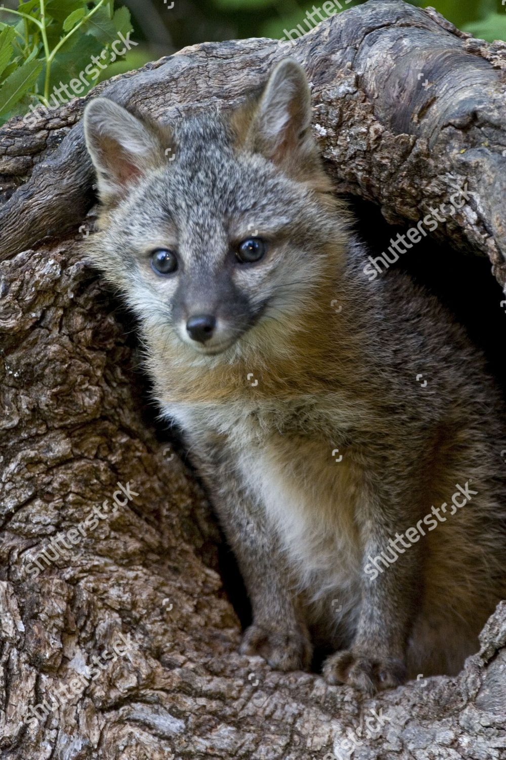 Grey Fox Cub Front Den Editorial Stock Photo - Stock Image | Shutterstock