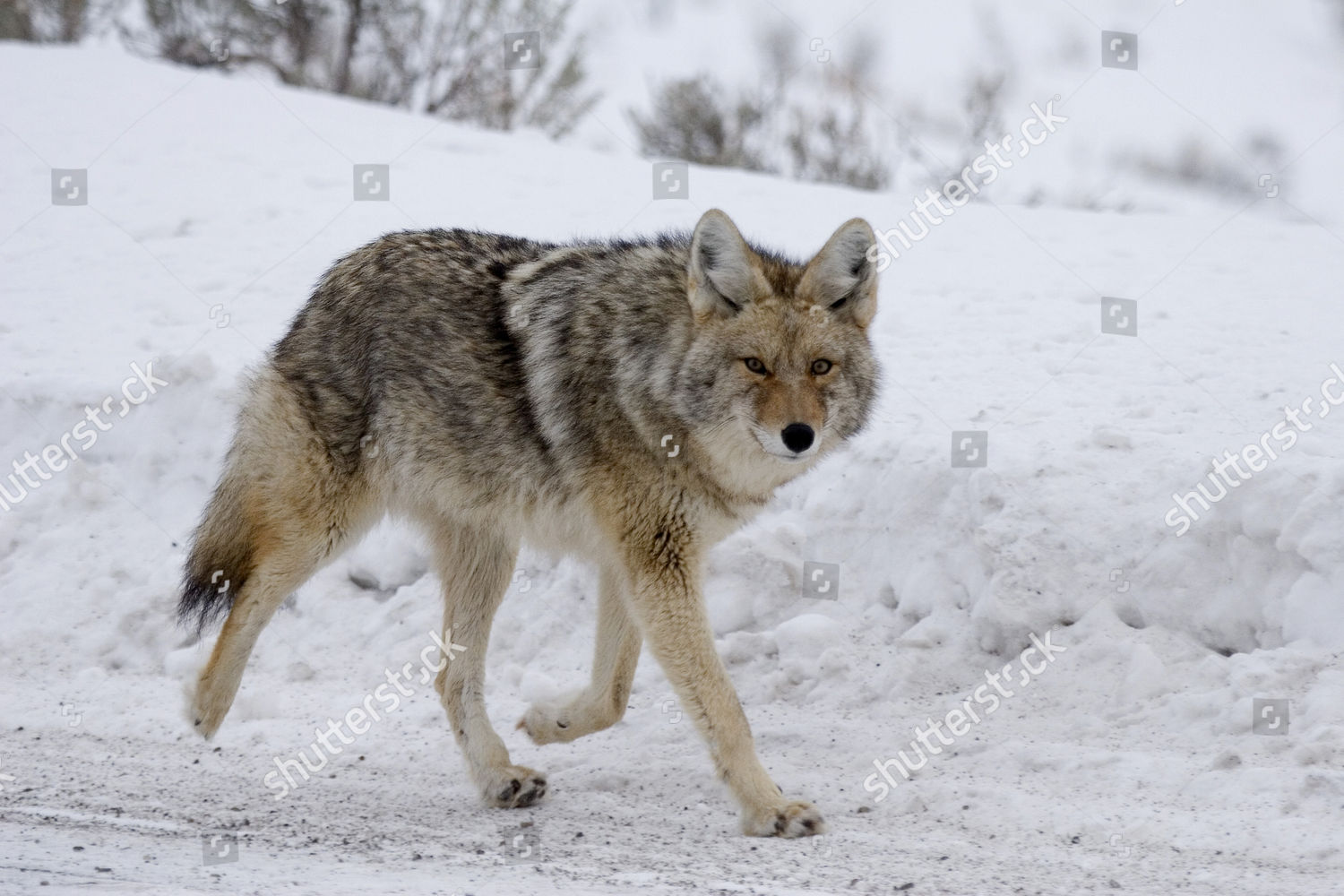 Coyote Running Down Road Editorial Stock Photo - Stock Image | Shutterstock