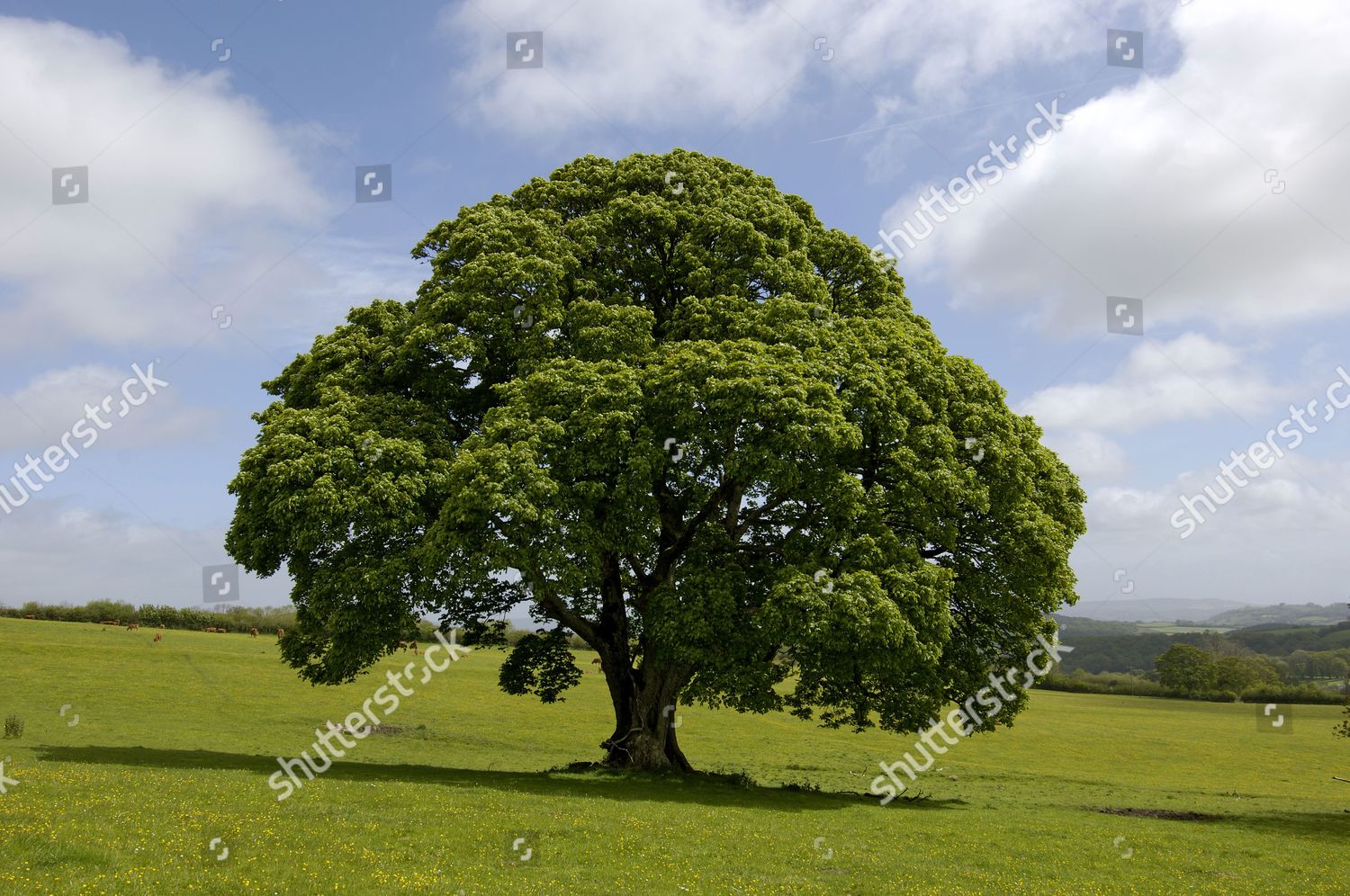 Maple Tree South Devon England Grossbrittanien Editorial Stock Photo ...
