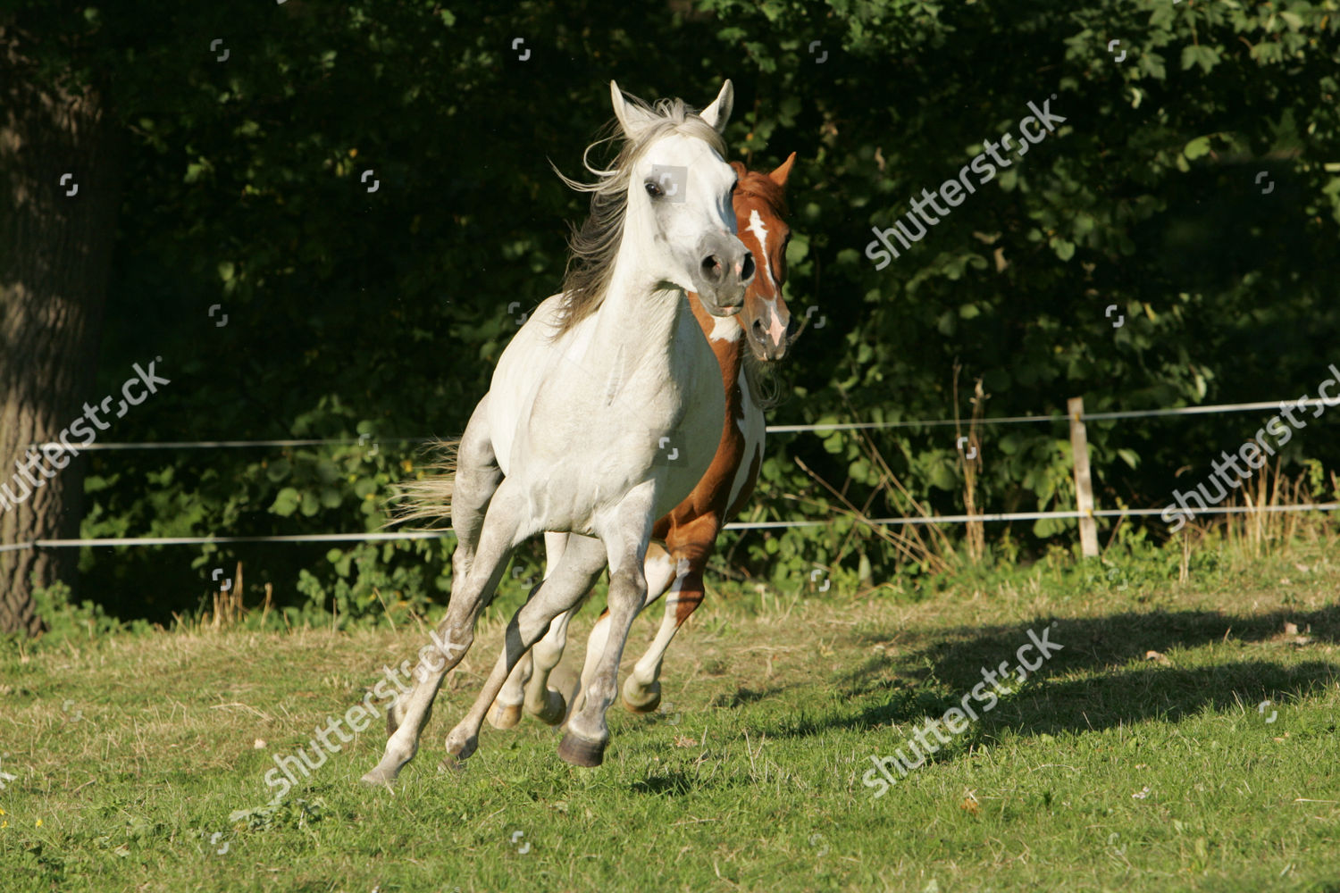 Arabian Horse Lewitzer Pony Editorial Stock Photo - Stock Image ...