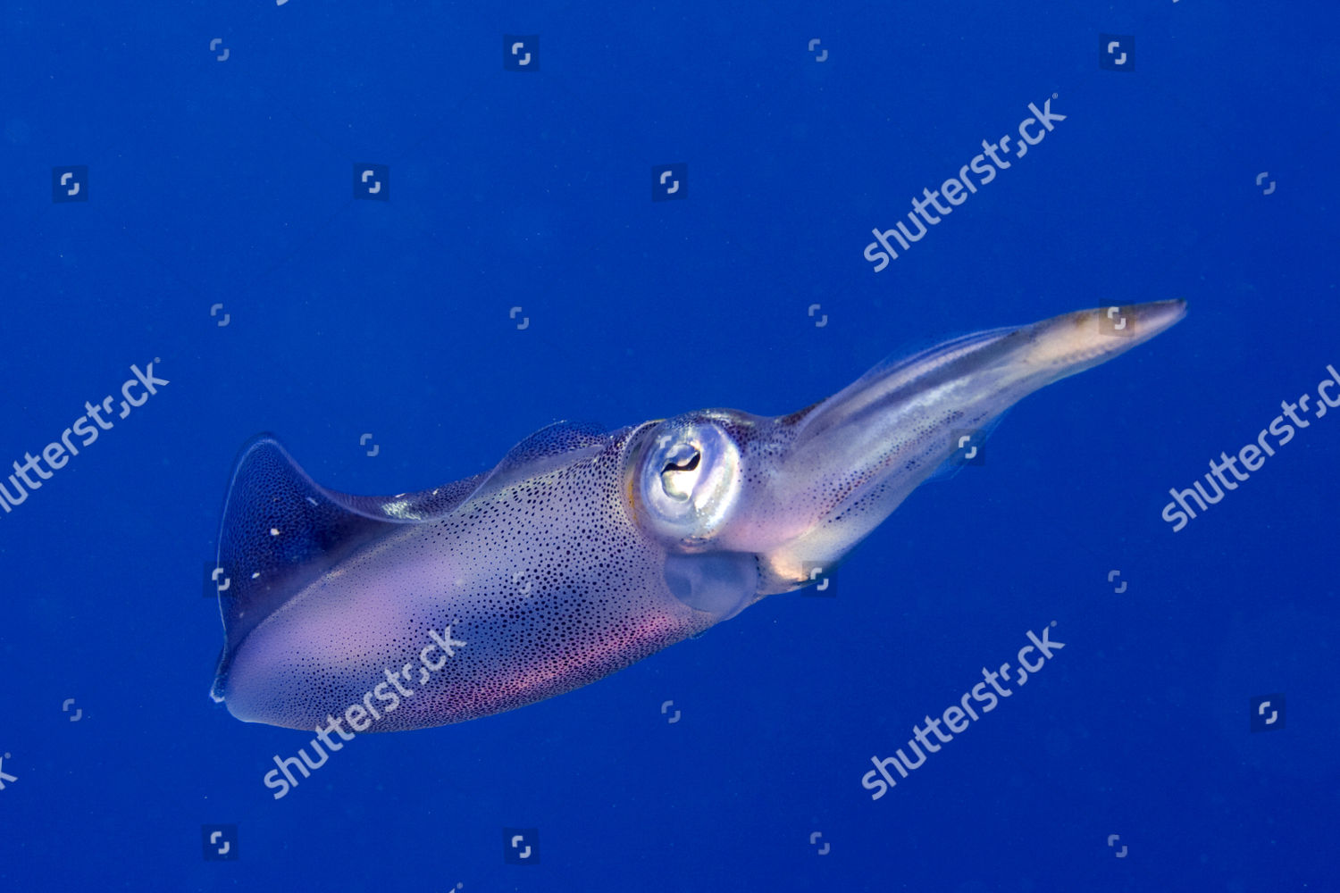 Bigfin Reef Squid Oval Squid Sepioteuthis Editorial Stock Photo - Stock ...