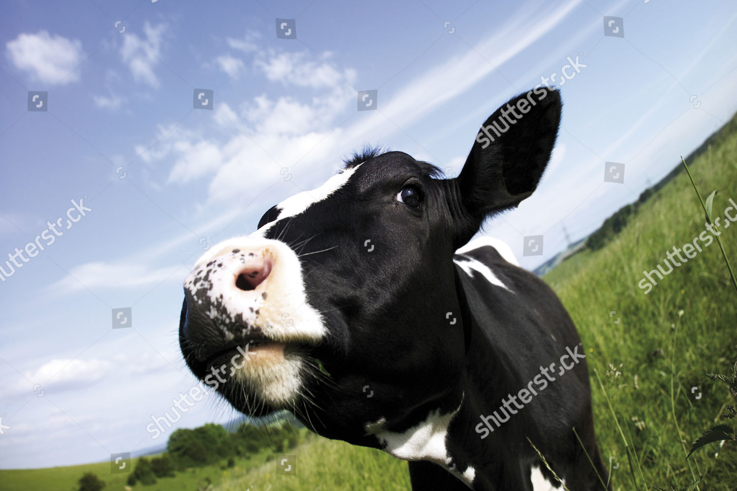 Cow German Holstein Editorial Stock Photo - Stock Image | Shutterstock