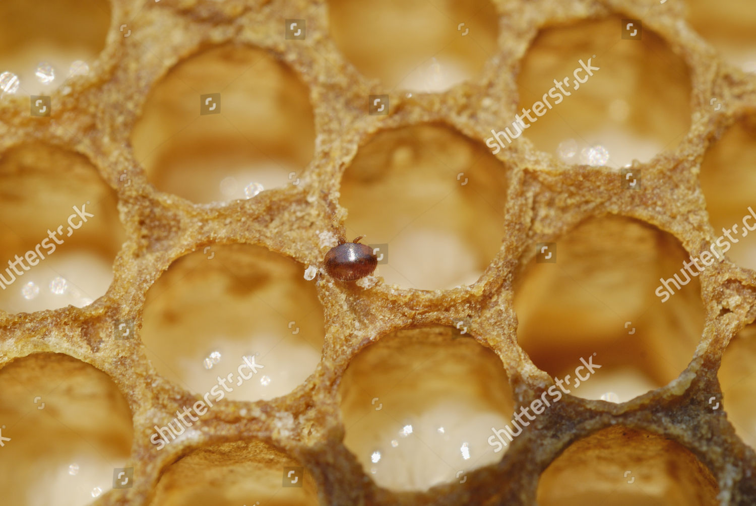 Varroa Mite Varroa Destructor Jacobsoni Parasite Editorial Stock Photo ...