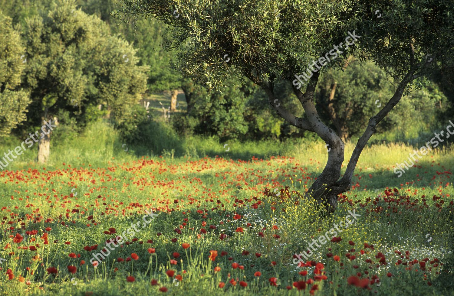 Olive Tree Forest Spring Samothraki Island Editorial Stock Photo ...