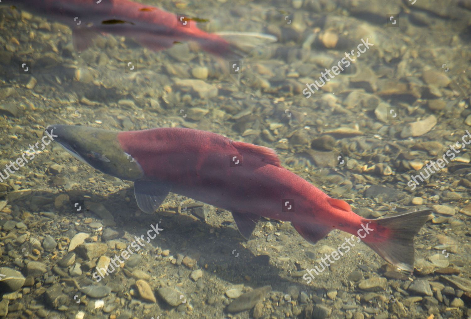 Spawning Male Sockeye Salmon Pacific Salmon Editorial Stock Photo ...
