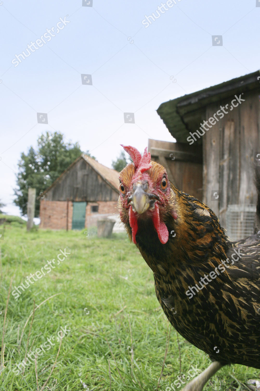 Snoopy Chicken On Farmland Editorial Stock Photo - Stock Image ...