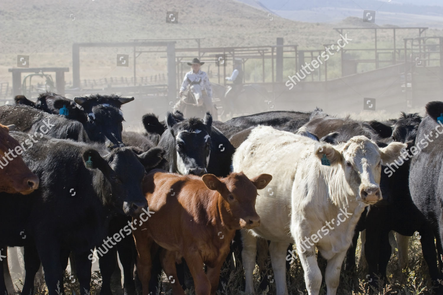 Model Released Cowgirl Cowboy Cattle Oregon Editorial Stock Photo ...