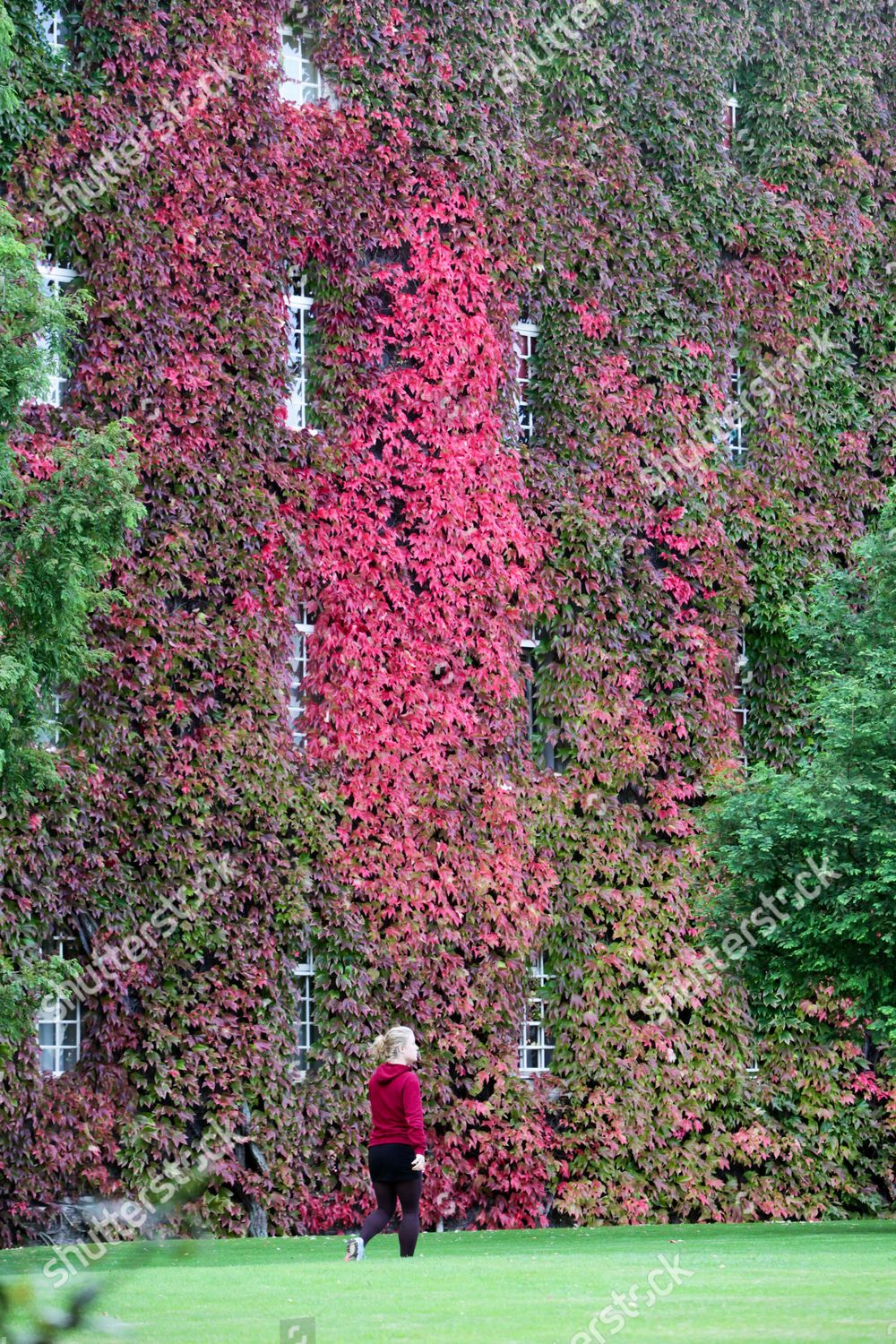 Wall Virginia Creeper St Johns College Editorial Stock Photo - Stock ...