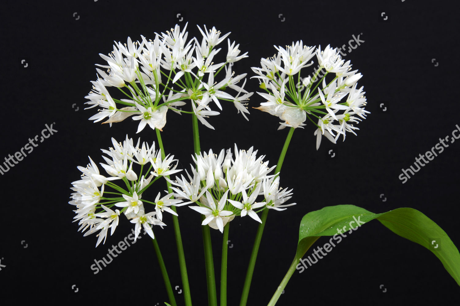Wild Garlic Ramsons Allium Ursinum Known Editorial Stock Photo - Stock ...