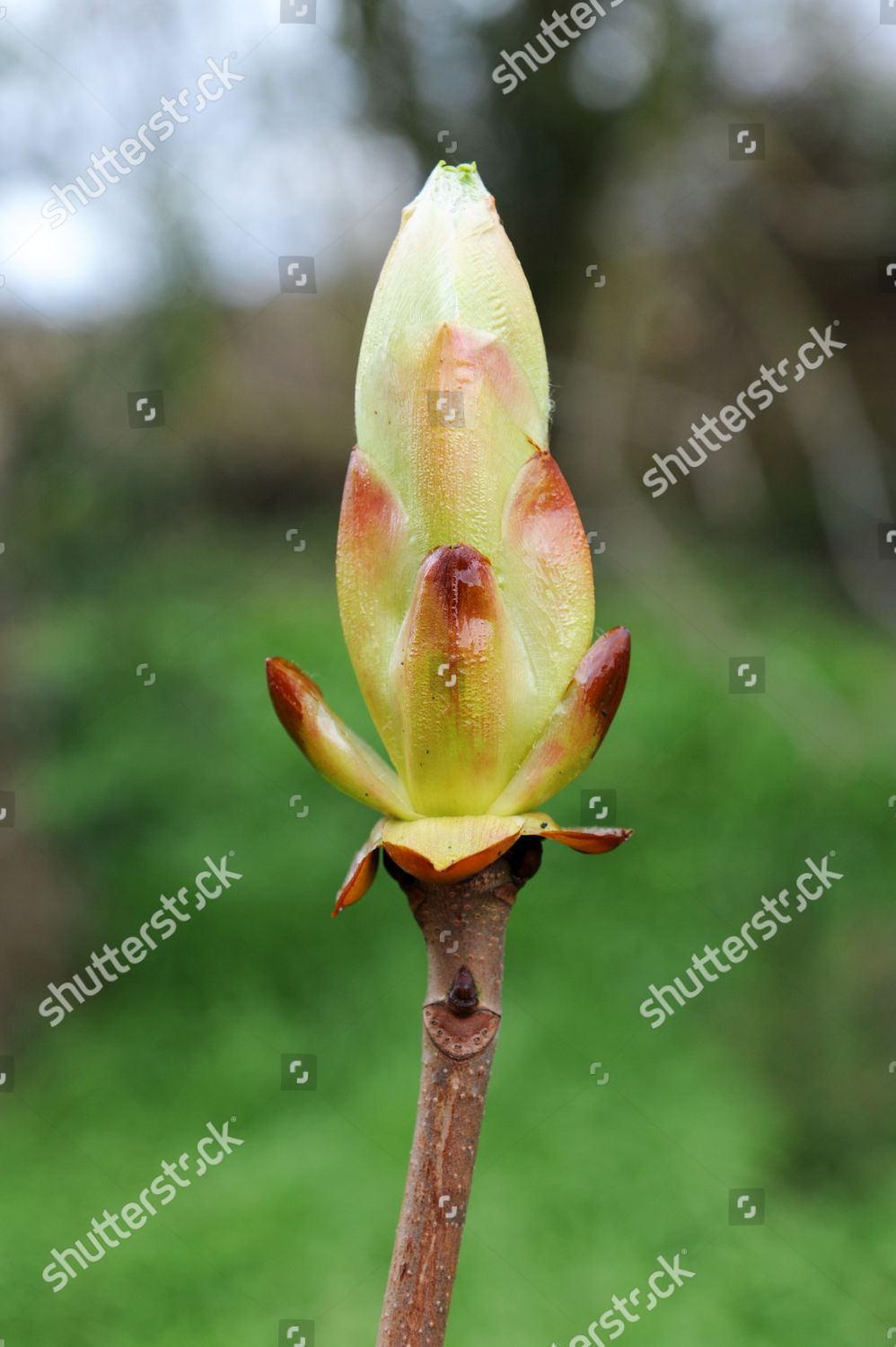 Stickybud Bud On Horse Chestnut Tree Editorial Stock Photo - Stock ...