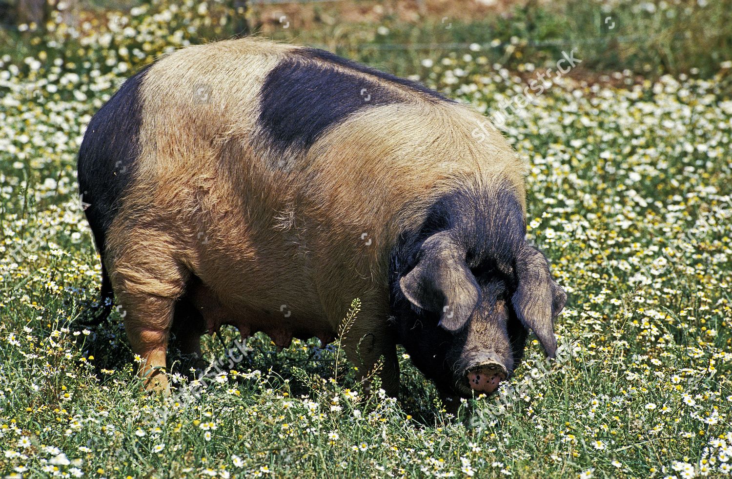 Limousin Pig French Breed Female Standing Editorial Stock Photo - Stock ...