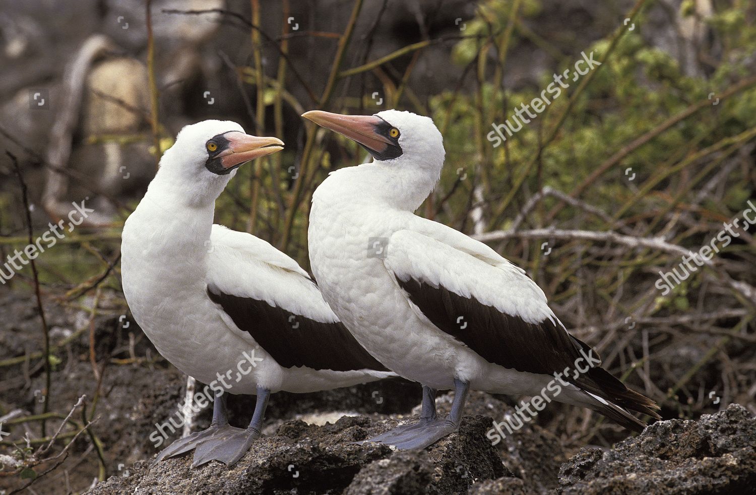 Masked Booby Sula Dactylatra Pair Standing Editorial Stock Photo ...