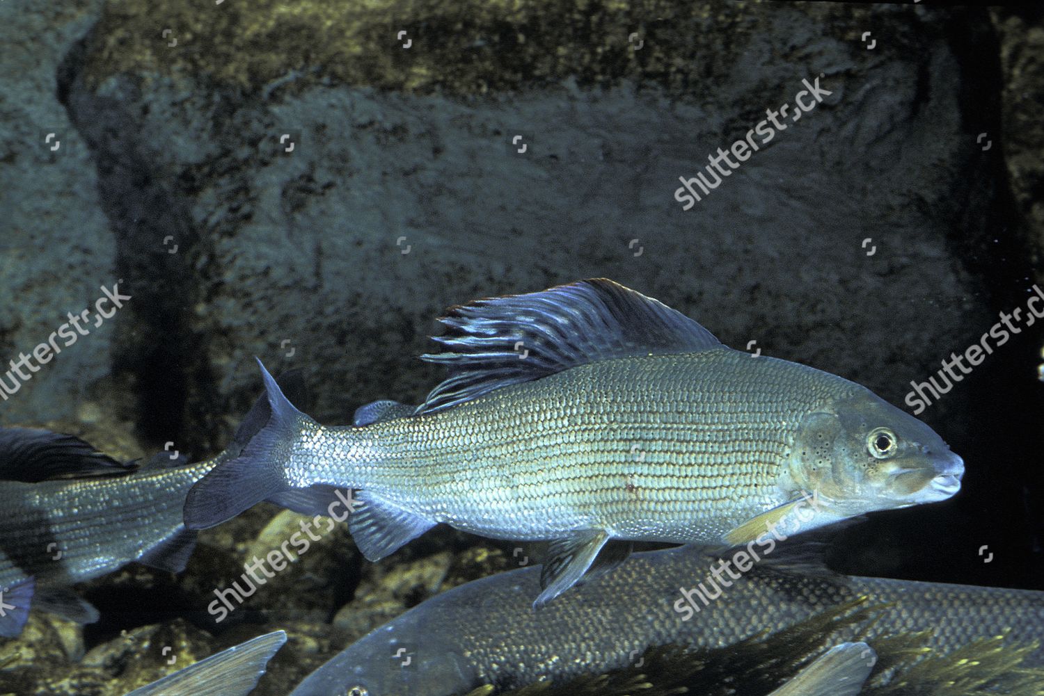 Grayling Thymallus Thymallus Adults Editorial Stock Photo - Stock Image ...