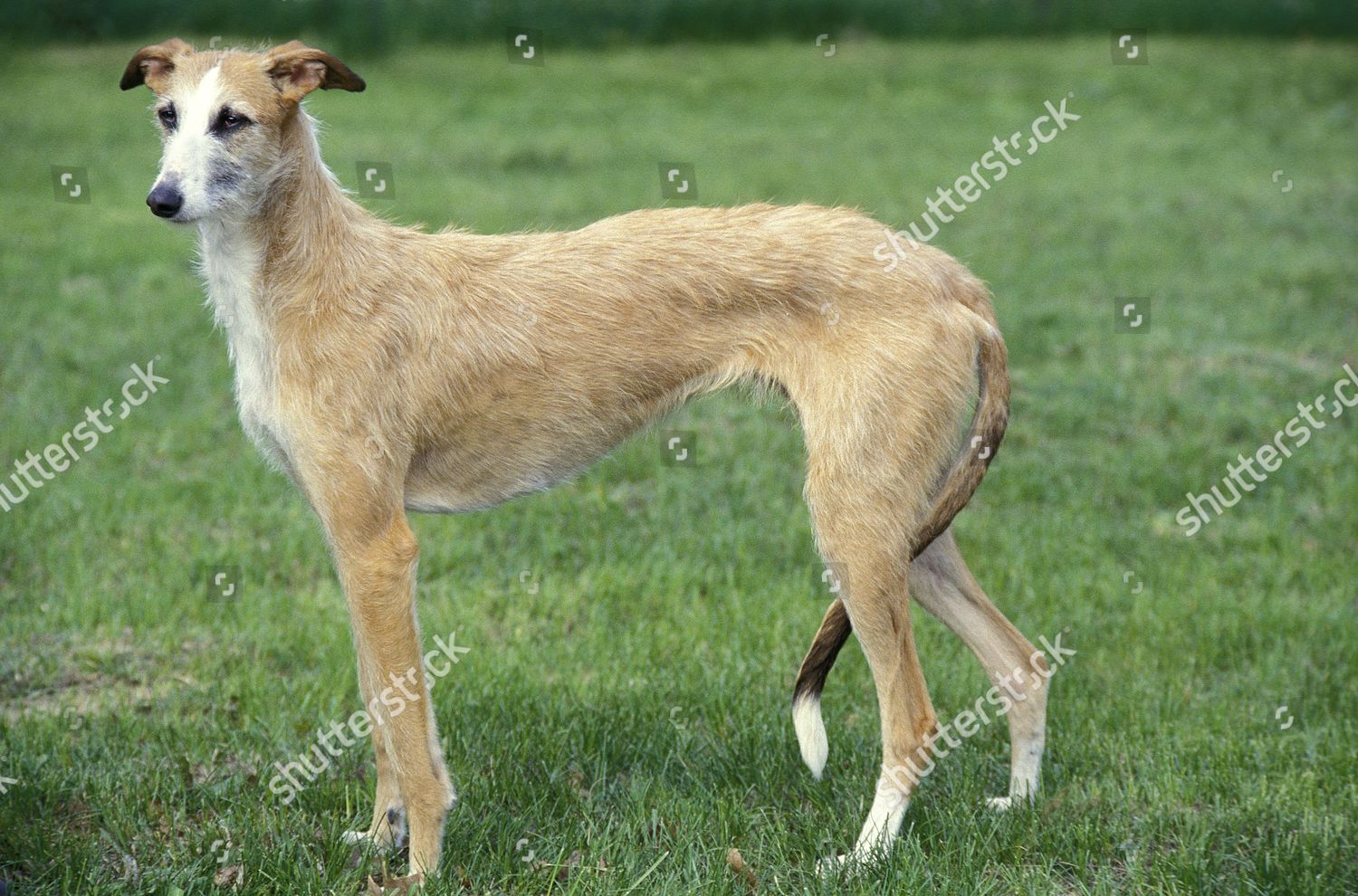 Spanish Wire Haired Galgo Spanish Greyhound Adult Editorial Stock Photo ...