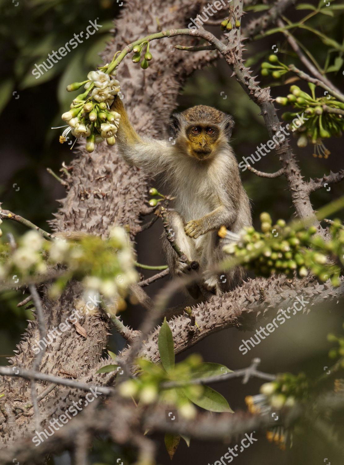 Callithrix Monkey Cercopithecus Sabaeus Young Feeding Editorial Stock ...