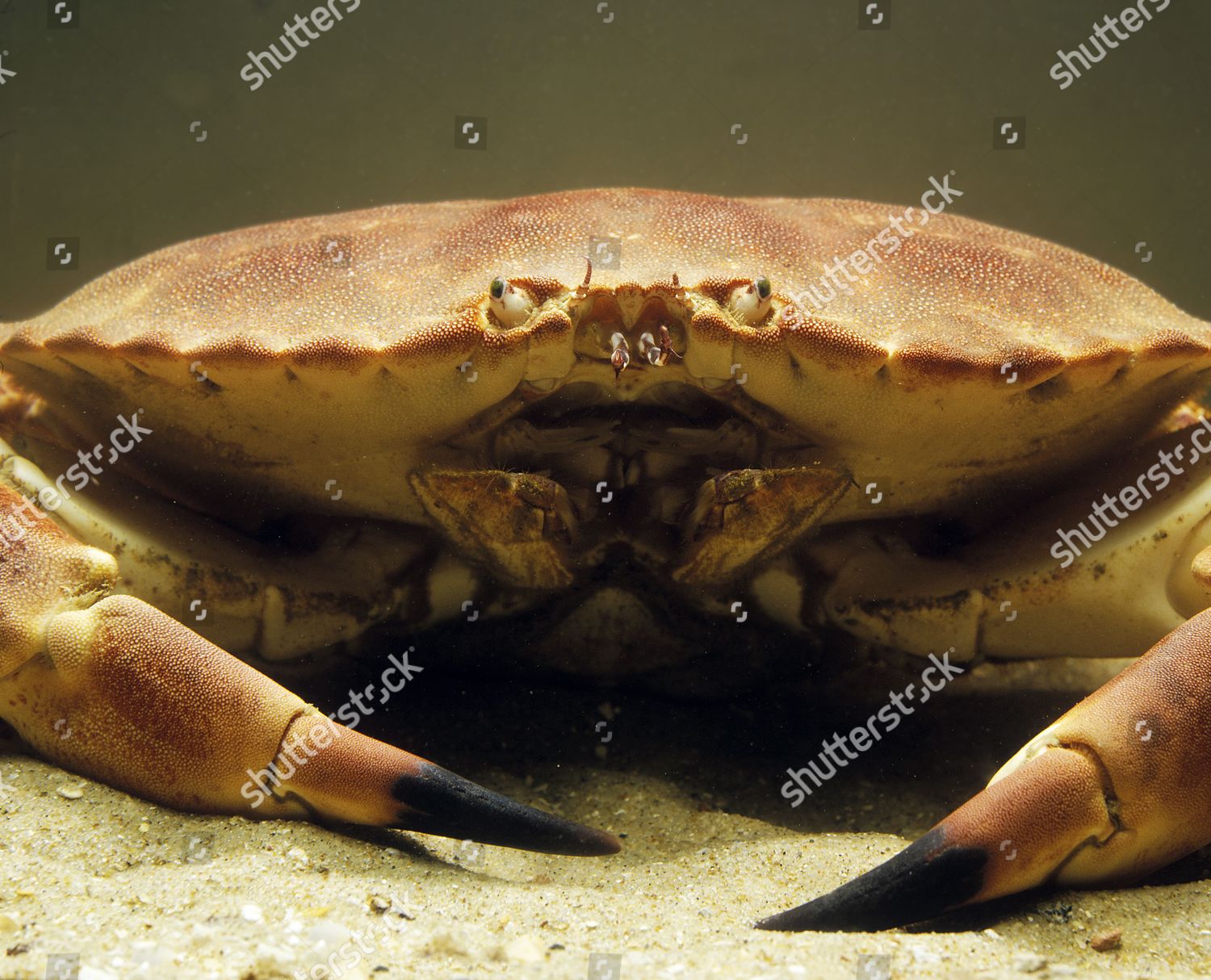 Edible Crab Cancer Pagurus Editorial Stock Photo - Stock Image ...