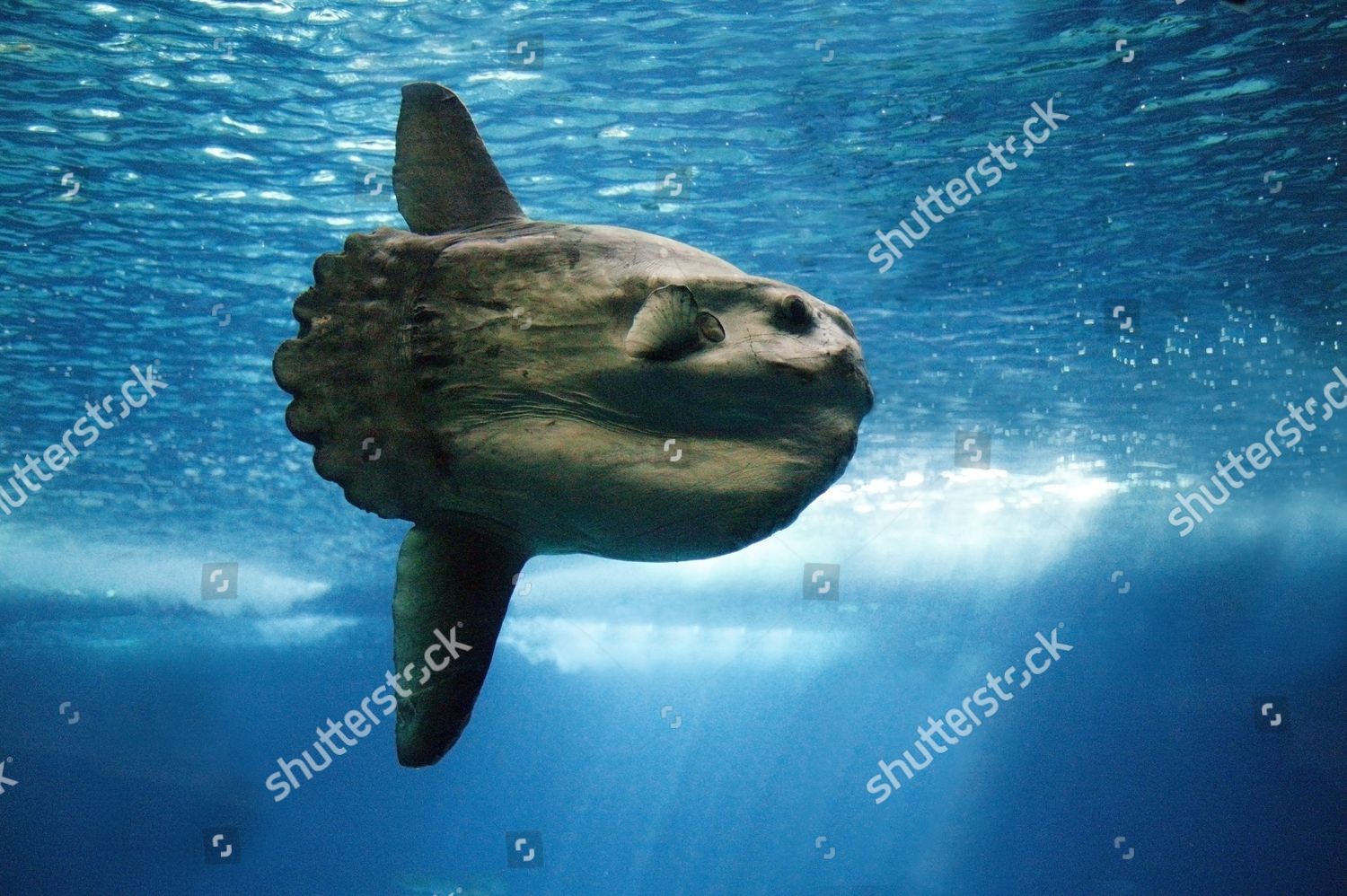 Sunfish Mola Mola Adult Editorial Stock Photo - Stock Image | Shutterstock