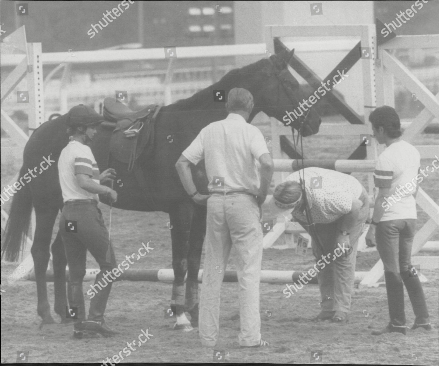 Show Jumper Virginia Leng Virginia Elliott Editorial Stock Photo ...