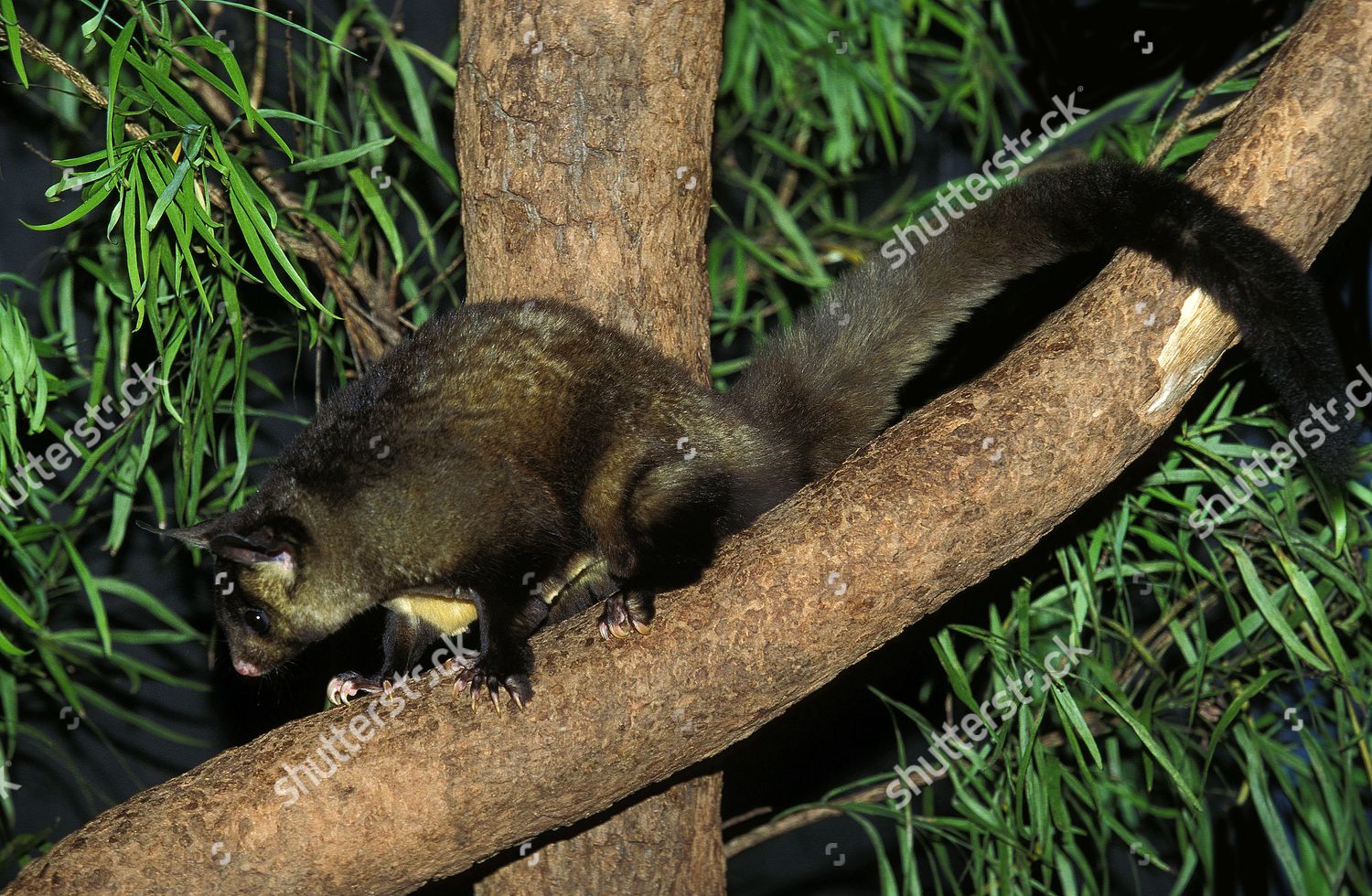 Yellow Bellied Glider Petaurus Australis Editorial Stock Photo - Stock ...