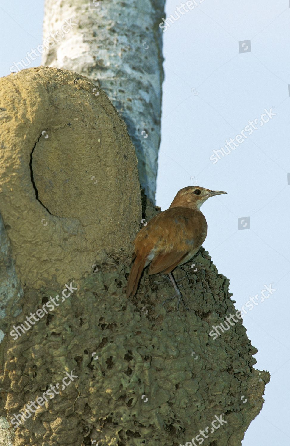 Rufous Ornero Furnarius Rufus Adult Standing Editorial Stock Photo ...