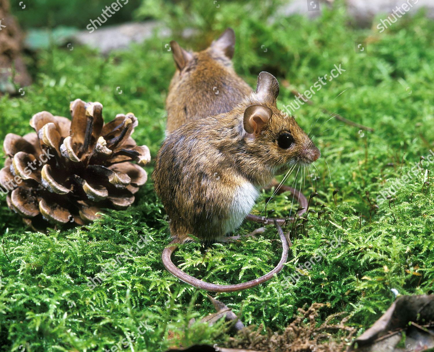 Yellow Necked Mouse Apodemus Flavicollis Adults Editorial Stock Photo ...