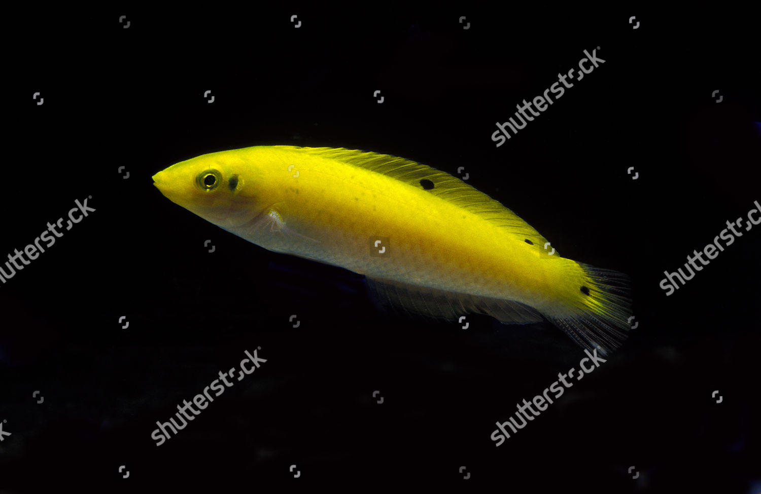 Yellow Wrasse Canary Wrasse Halichoeres Chrysus Editorial Stock Photo ...