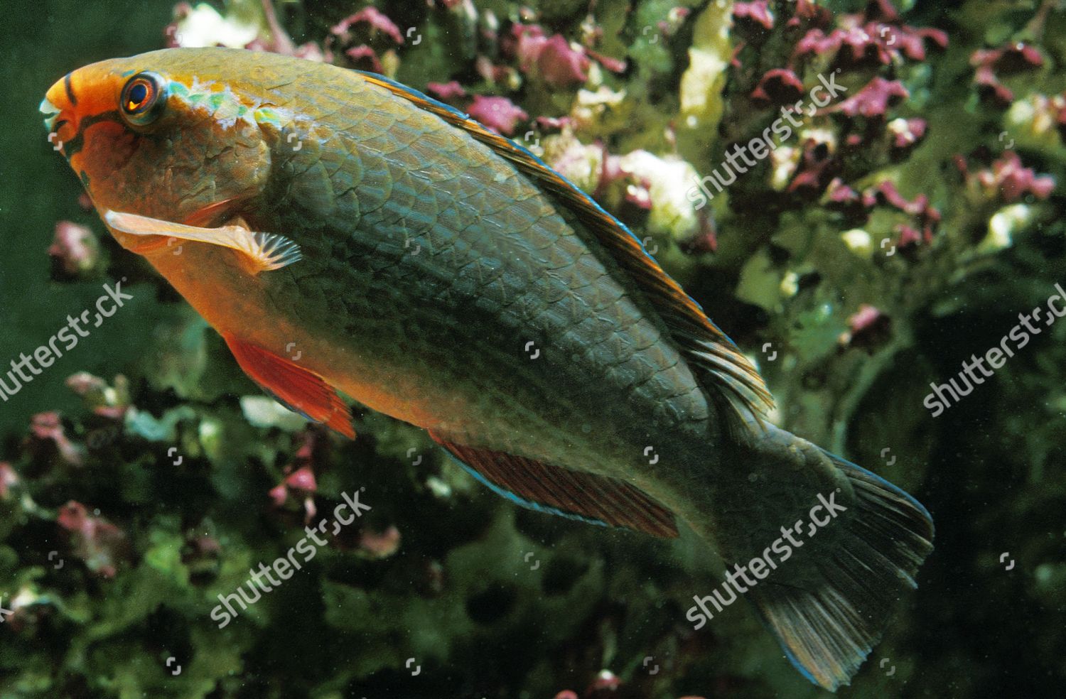 Parrot Fish Scarus Sp Editorial Stock Photo - Stock Image | Shutterstock