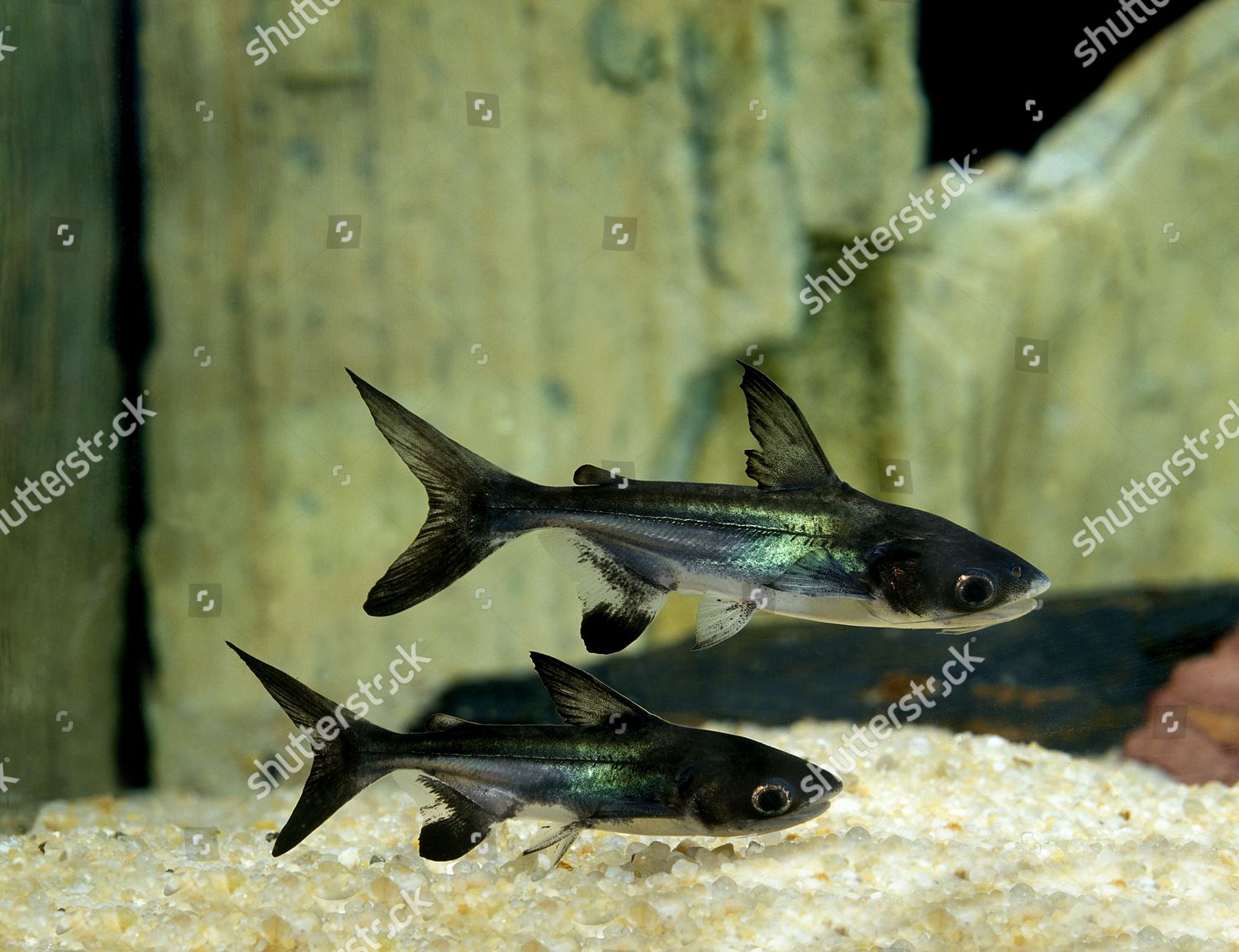 Iridescent Shark Catfish Pangasius Hypophthalmus Editorial Stock Photo ...