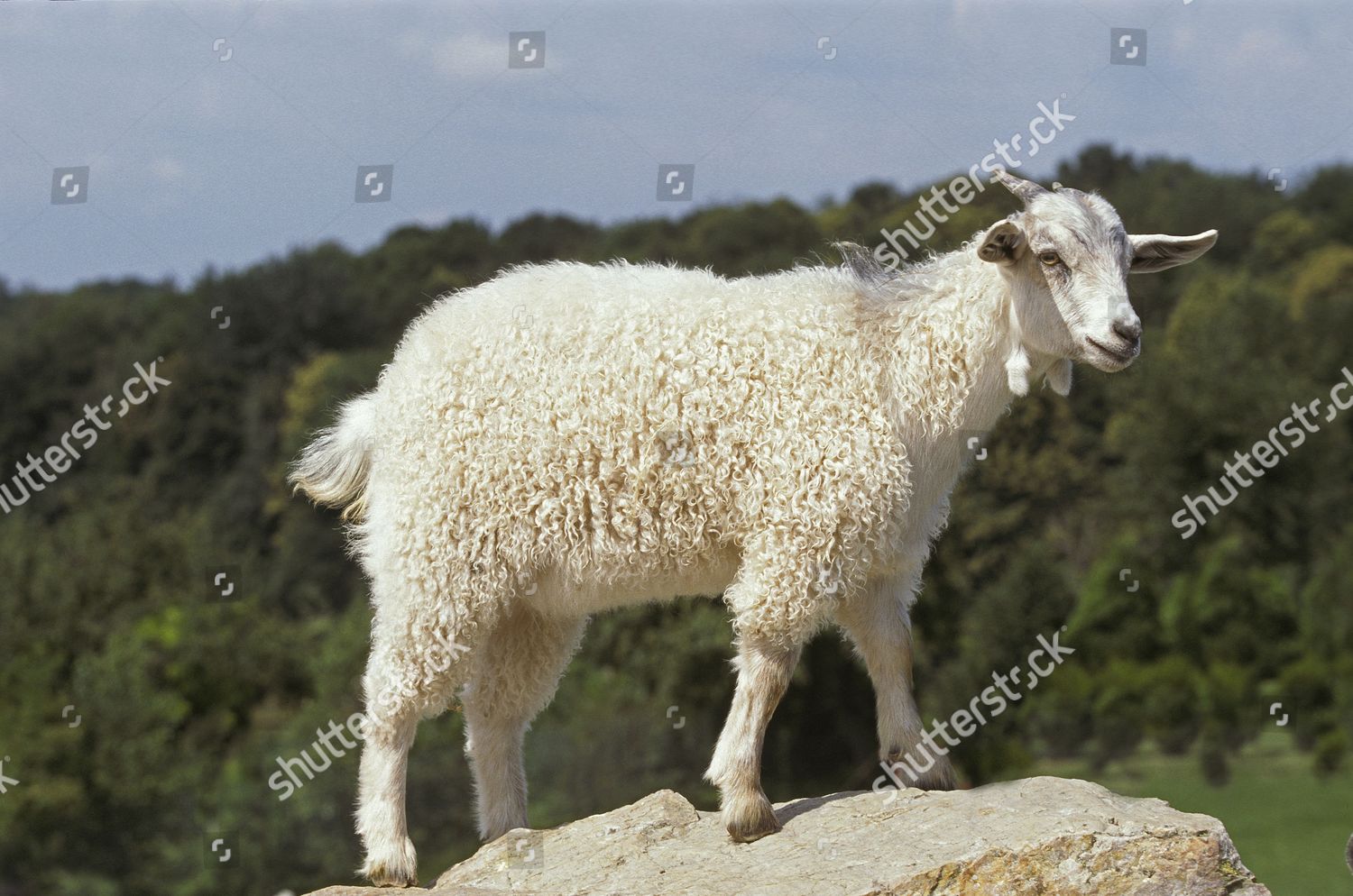 Angora Goat Breed Producing Mohair Wool Editorial Stock Photo - Stock ...