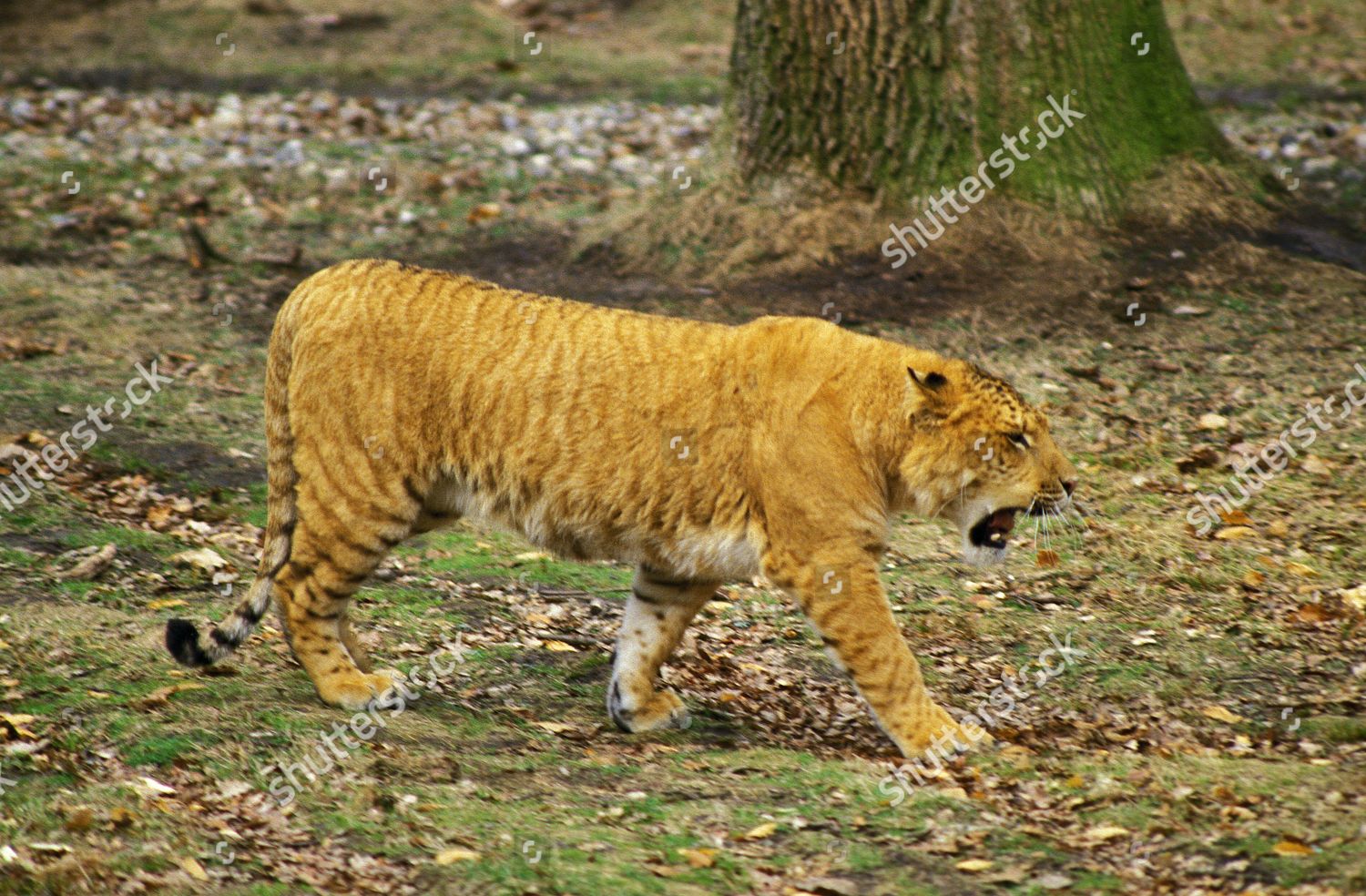 Ligron Cross Between Tiger Lion Adult Editorial Stock Photo - Stock Image | Shutterstock