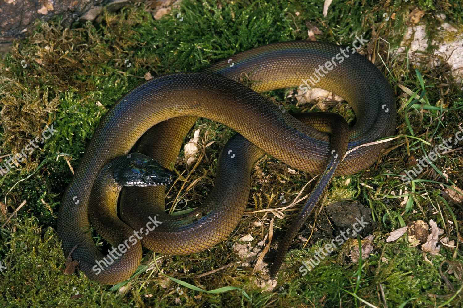 White Lipped Python Liasis Albertisi Adult Editorial Stock Photo ...