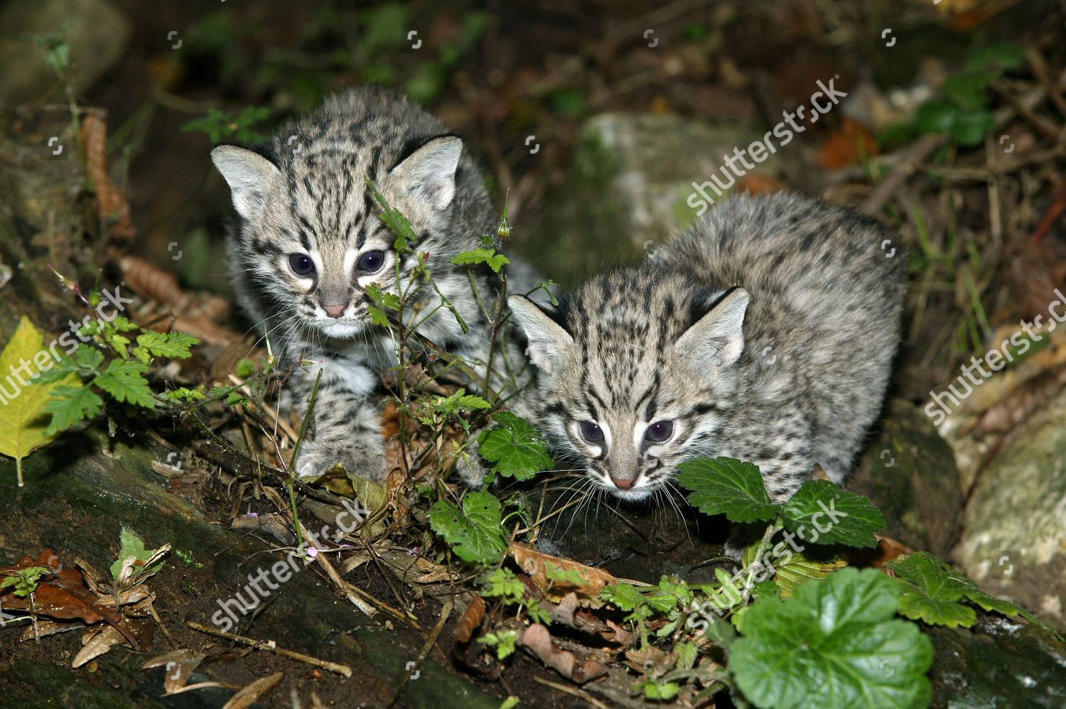 Geoffroys Cat Oncifelis Geoffroyi Kittens Editorial Stock Photo - Stock ...