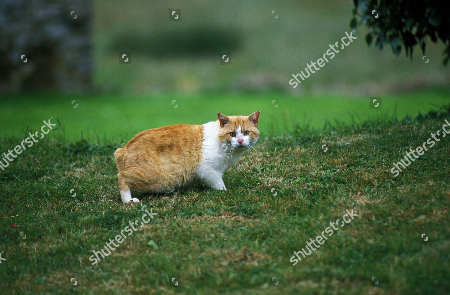 Manx Domestic Cat Tailless Breed Editorial Stock Photo - Stock Image ...