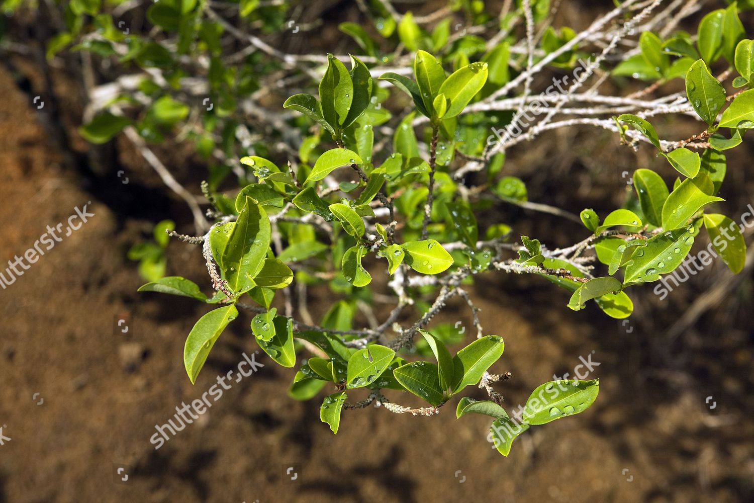 Coca Erythroxylum Coca Leaves Cocaine Production Editorial Stock Photo ...