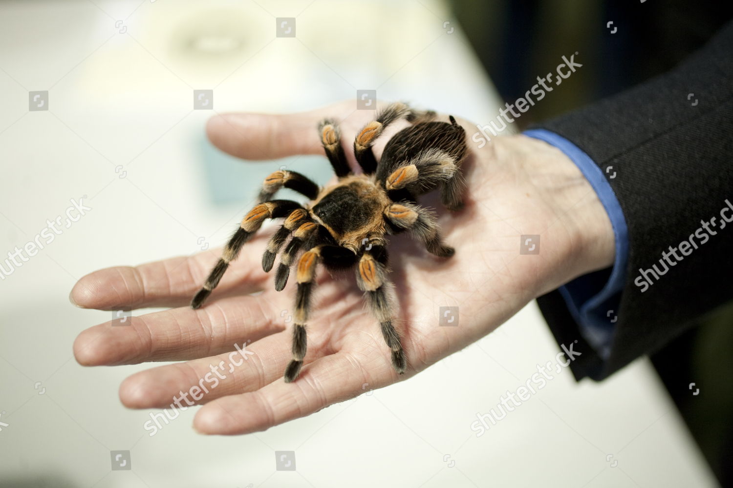 Red Kneed Tarantula Part Phobia Workshop Editorial Stock Photo - Stock ...