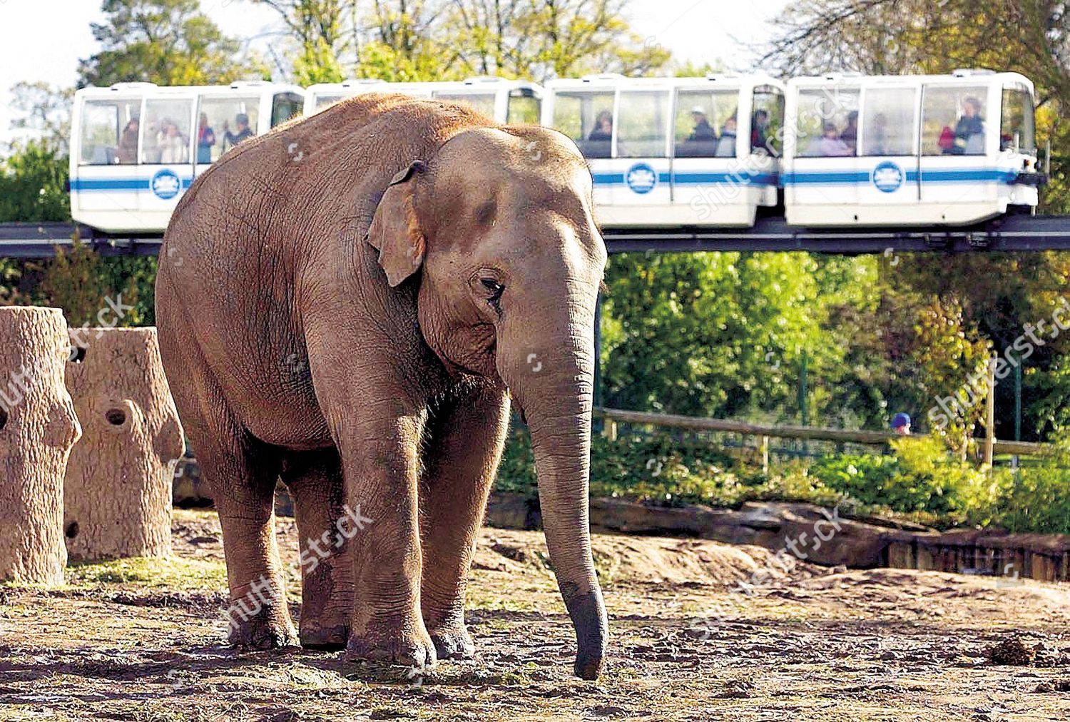 Chester Zoo Vets Feature Zoos Monorail Editorial Stock Photo - Stock ...