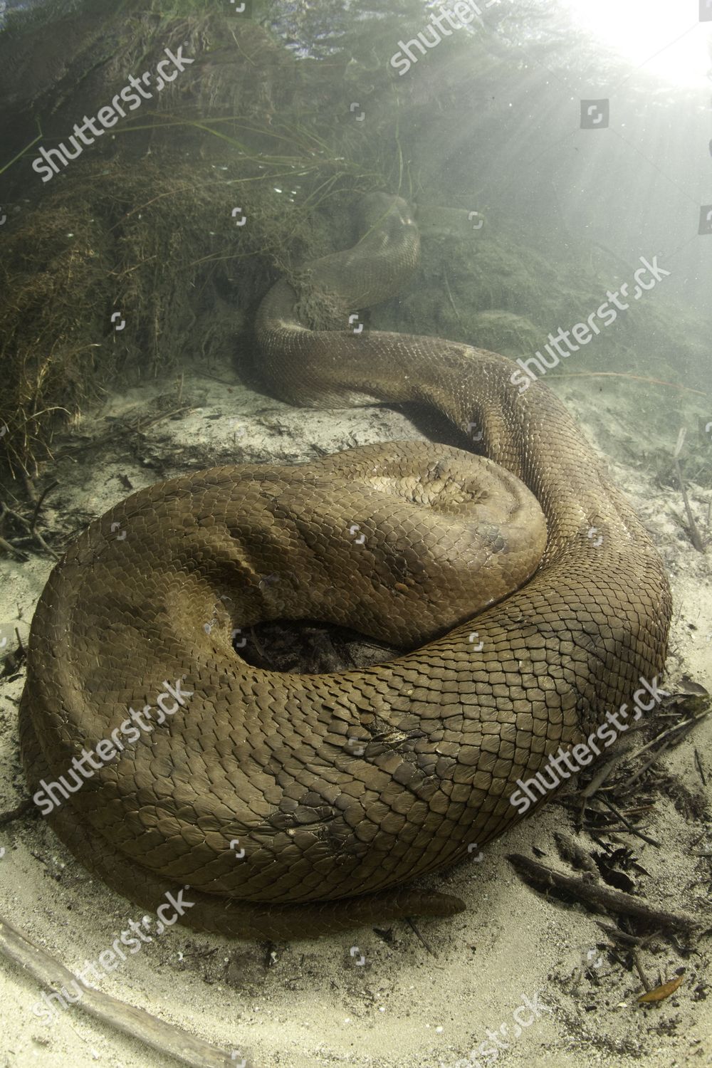 Huge Anaconda Underwater Editorial Stock Photo - Stock Image | Shutterstock