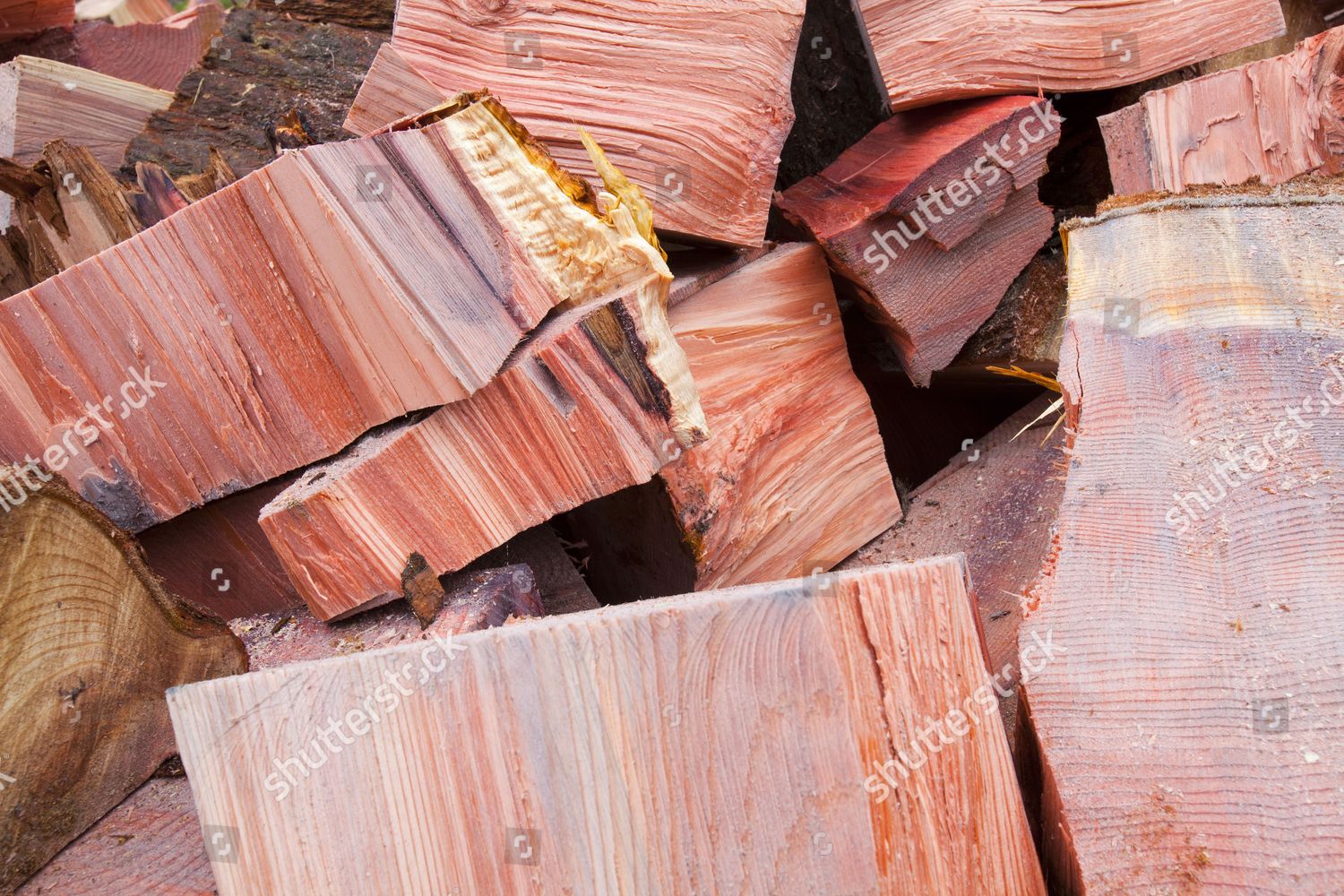 Massive Cedar Tree That Infected Honey Editorial Stock Photo - Stock ...
