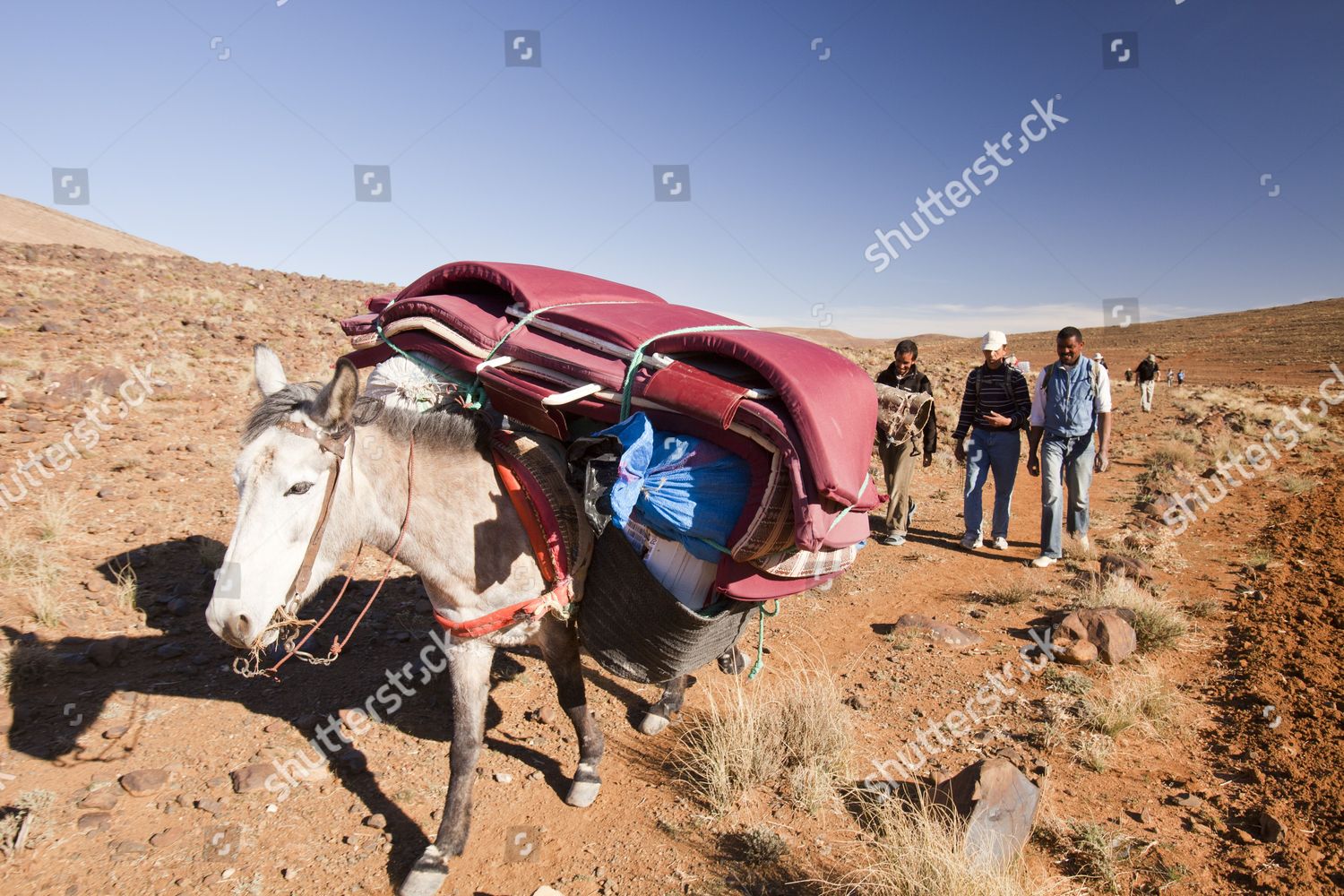 Mule Loaded Expedition Camping Gear Trek Editorial Stock Photo - Stock ...